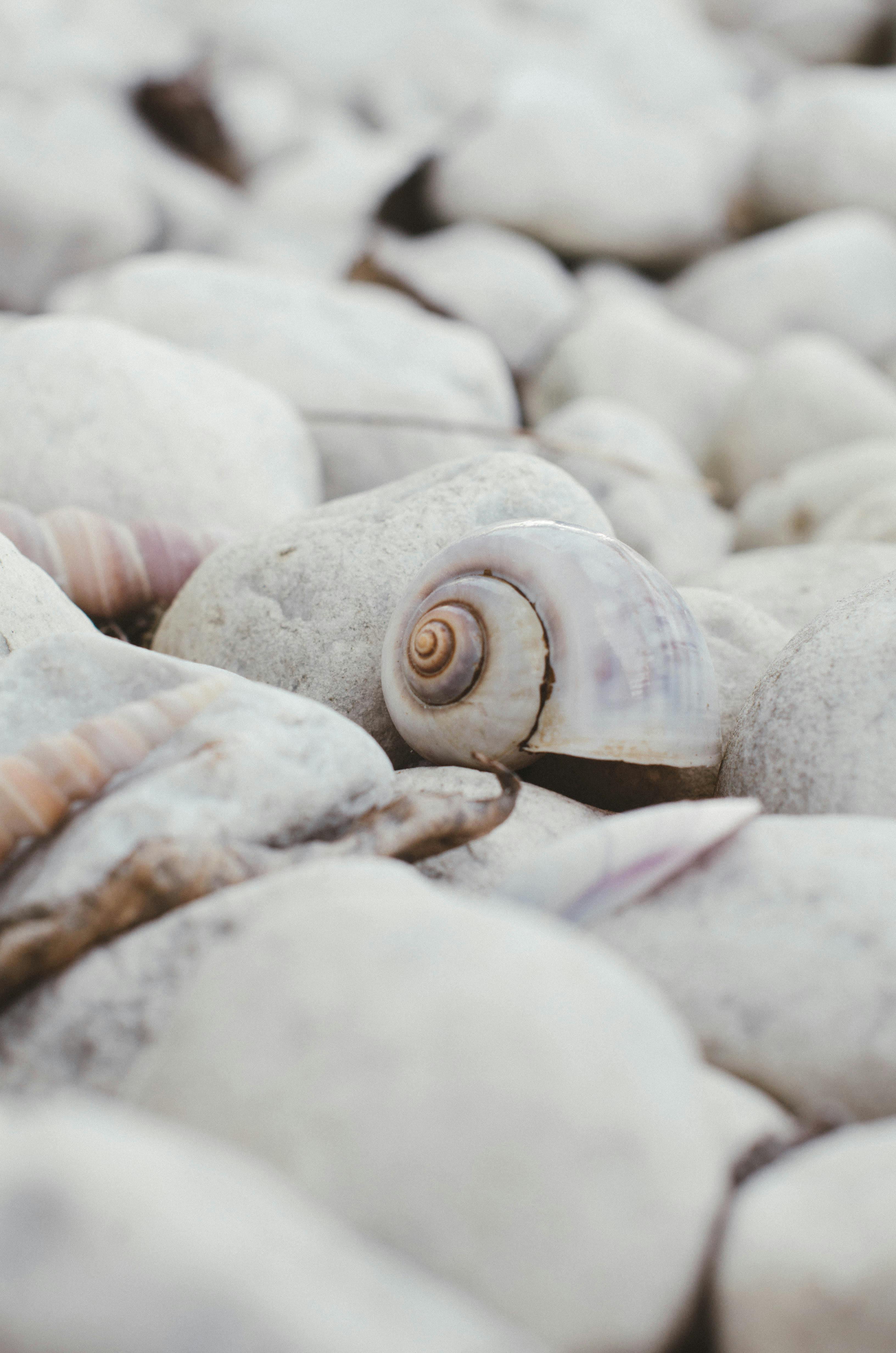 Selective Focus of Snail Shells and Stones · Free Stock Photo
