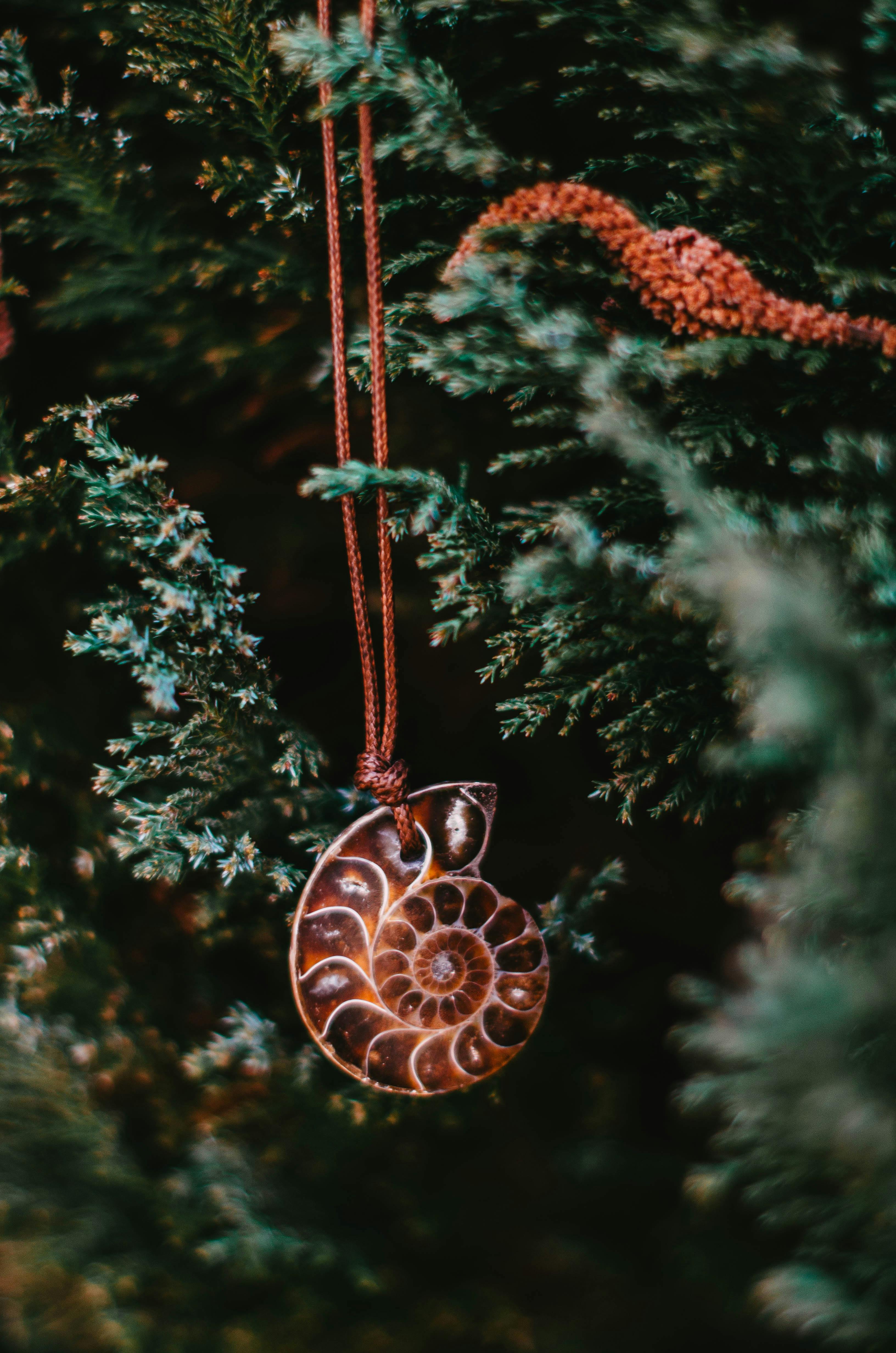 Shell Pendant Hanging among Evergreen Needles · Free Stock Photo
