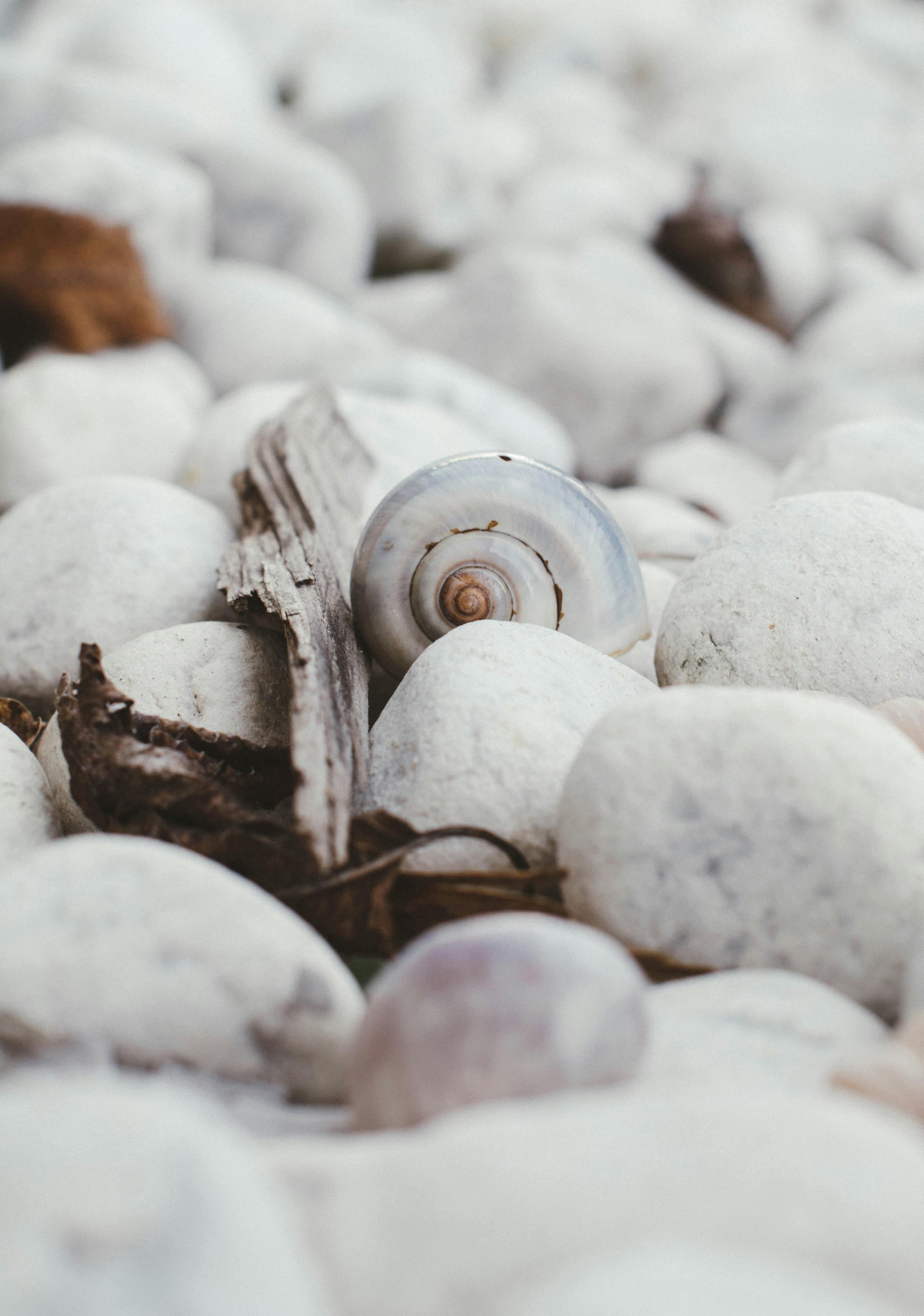 Shells Among Rocks Covered with Snow · Free Stock Photo