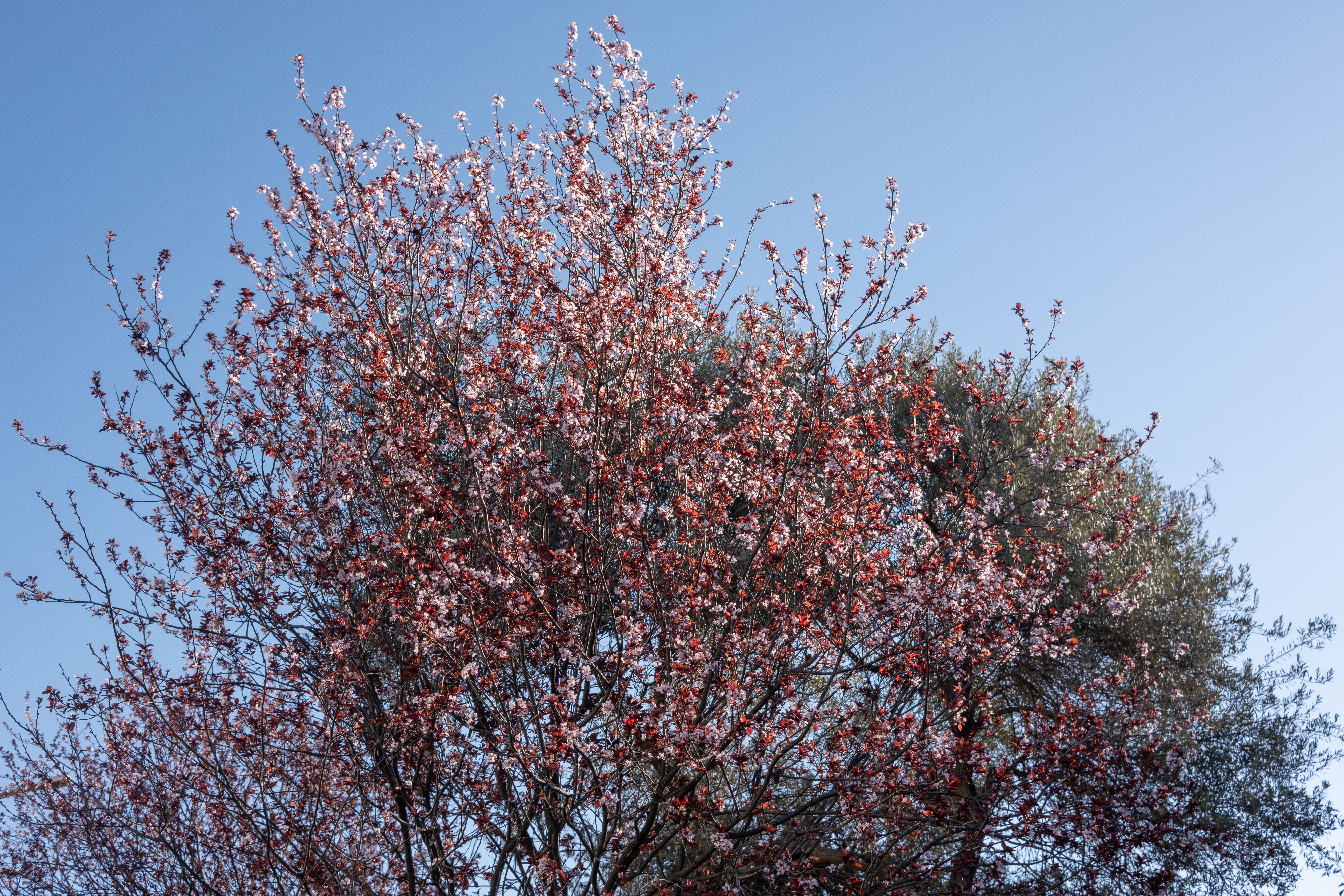 Cherry Tree in Spring · Free Stock Photo