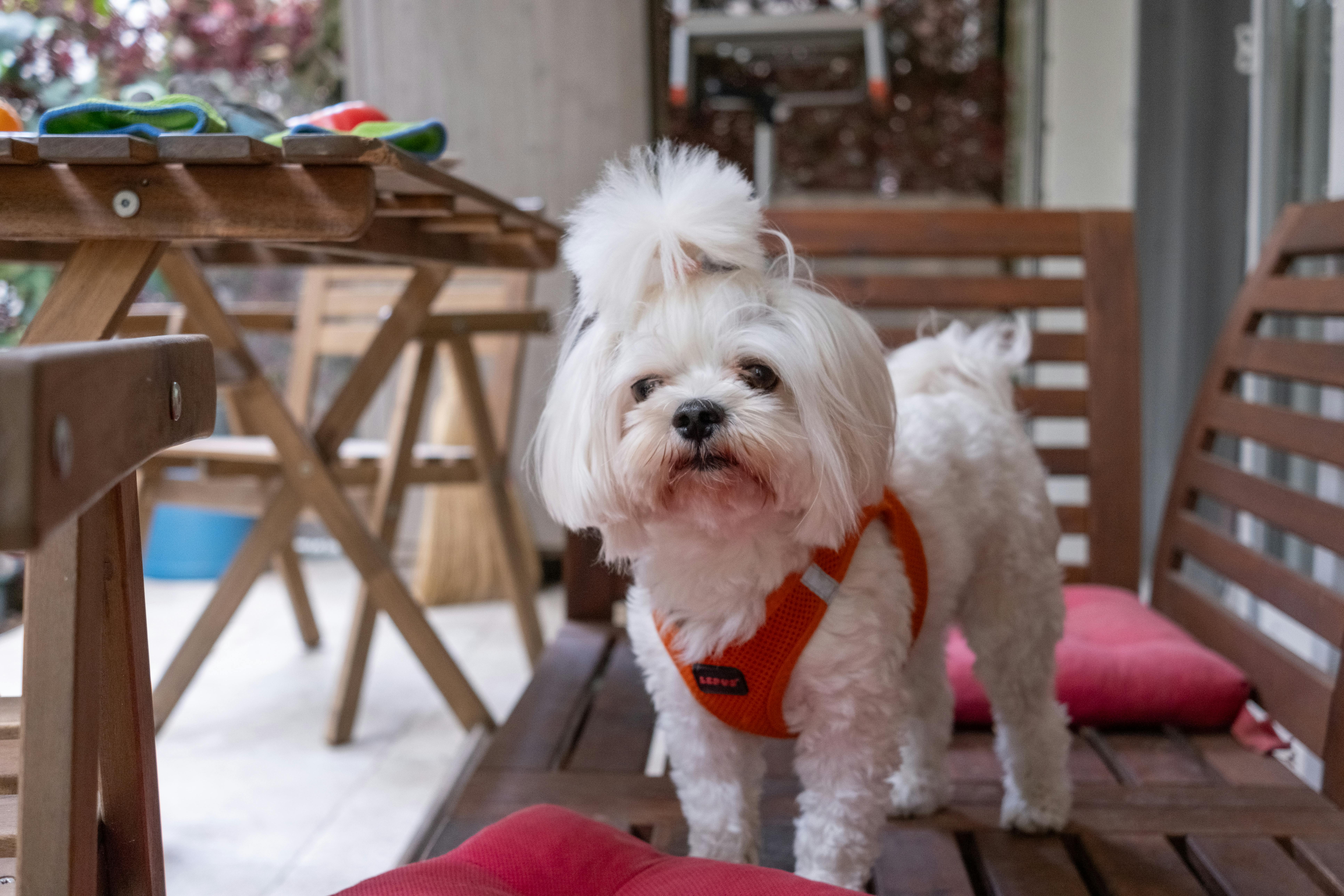 White Furry Dog on Wooden Chair · Free Stock Photo