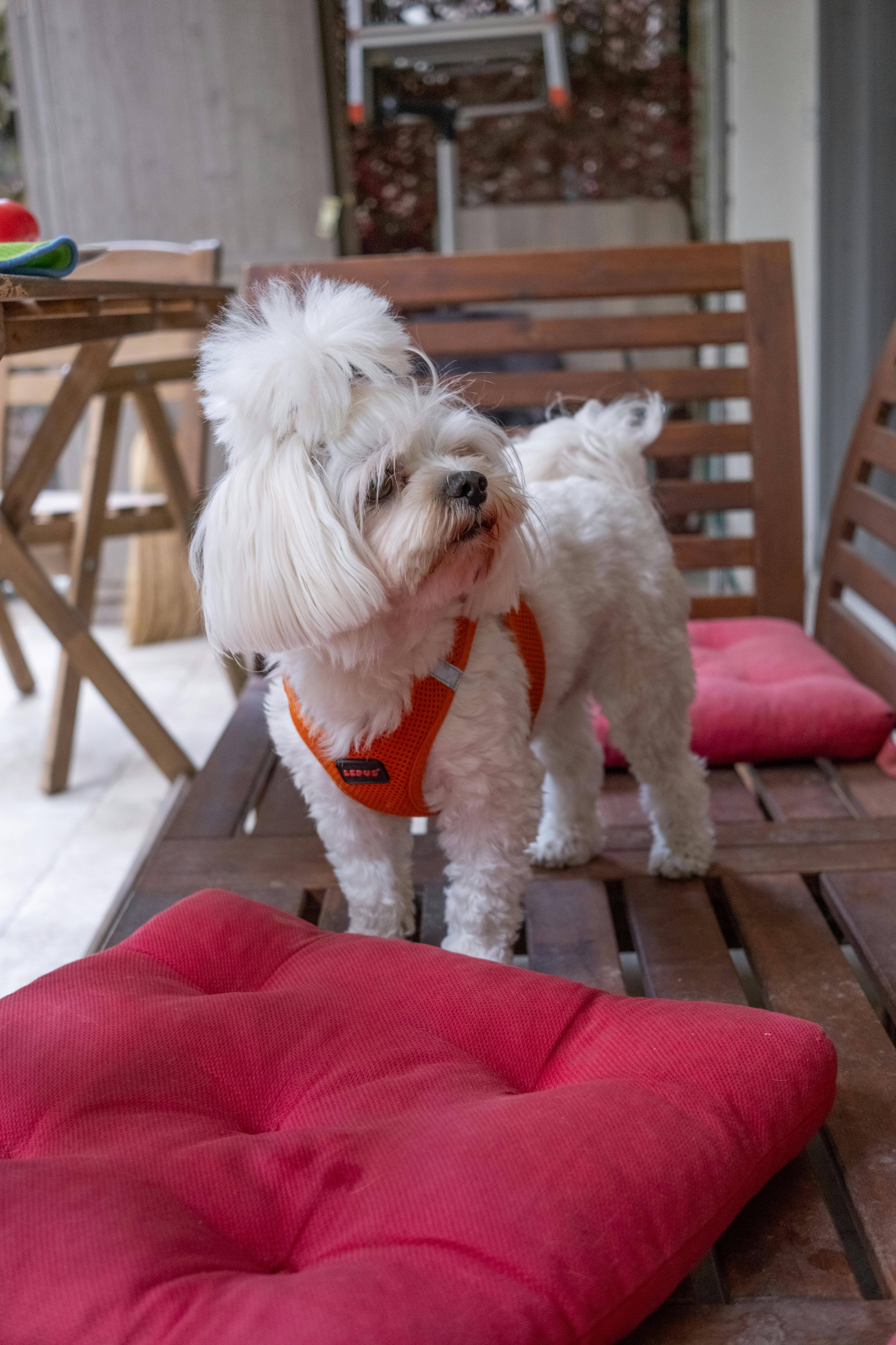 Pet Dog on Bench · Free Stock Photo