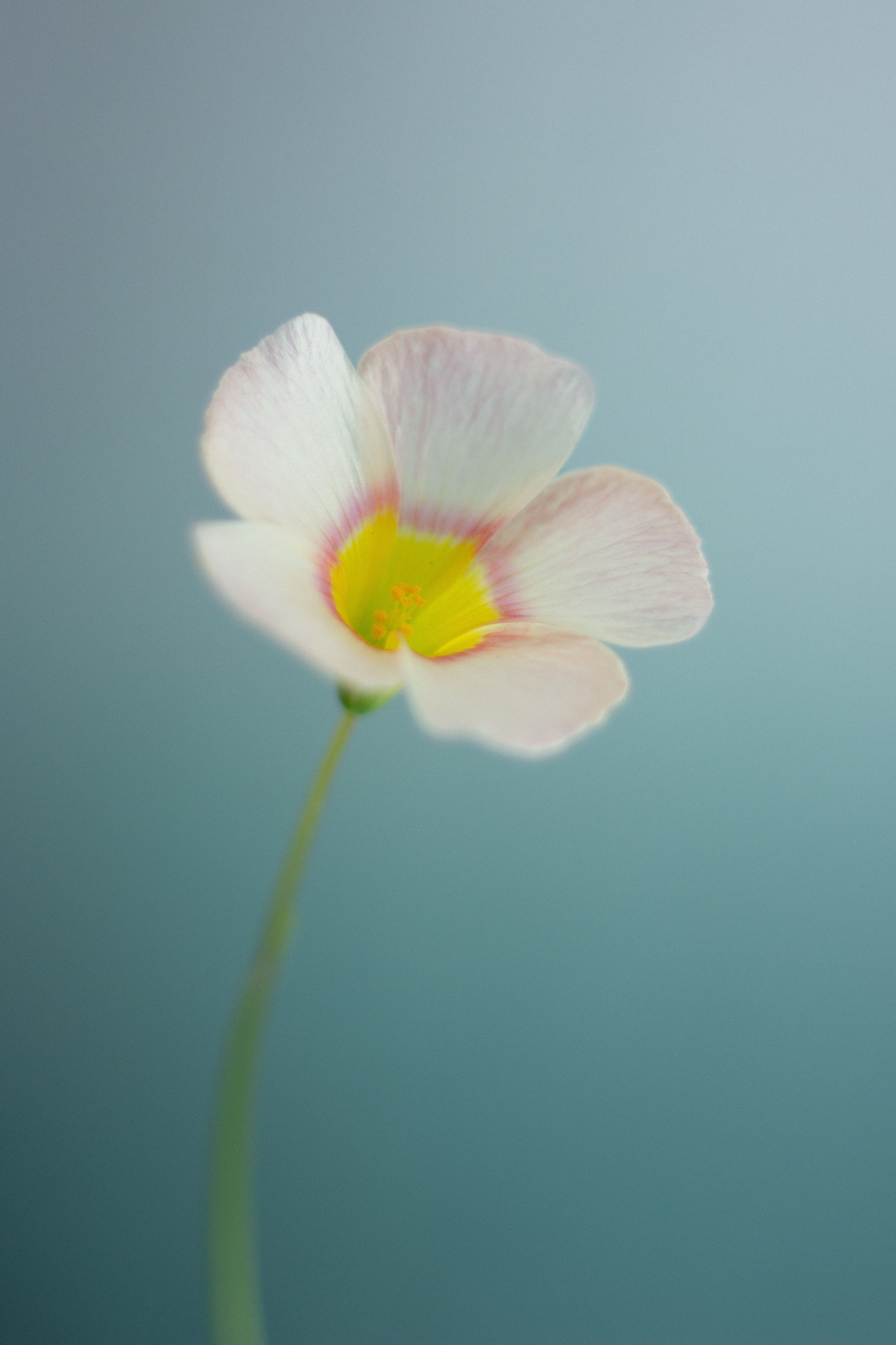 Studio Gibli Photos, Download The BEST Free Studio Gibli Stock Photos ...