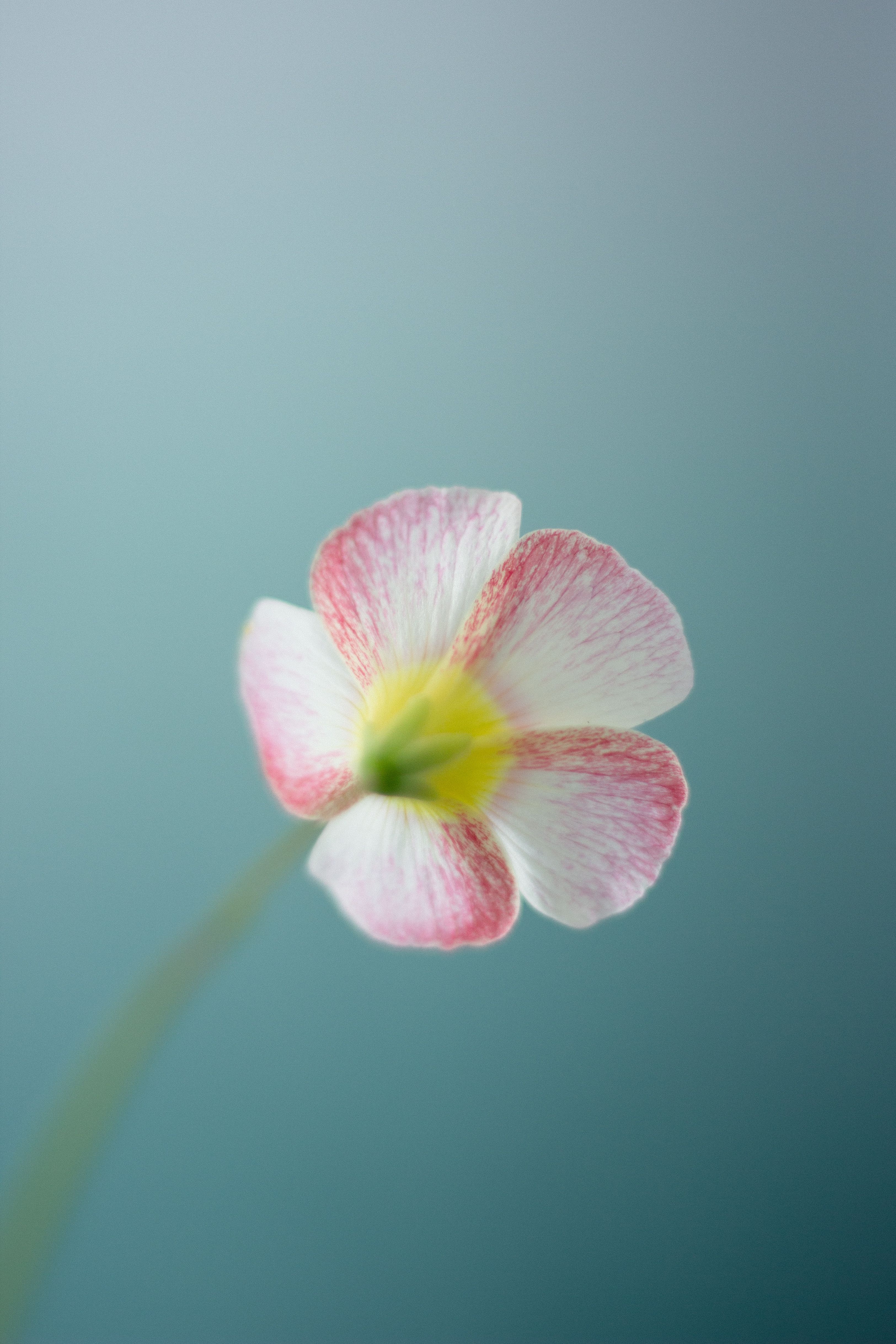 Sorrel Flower in a Studio · Free Stock Photo