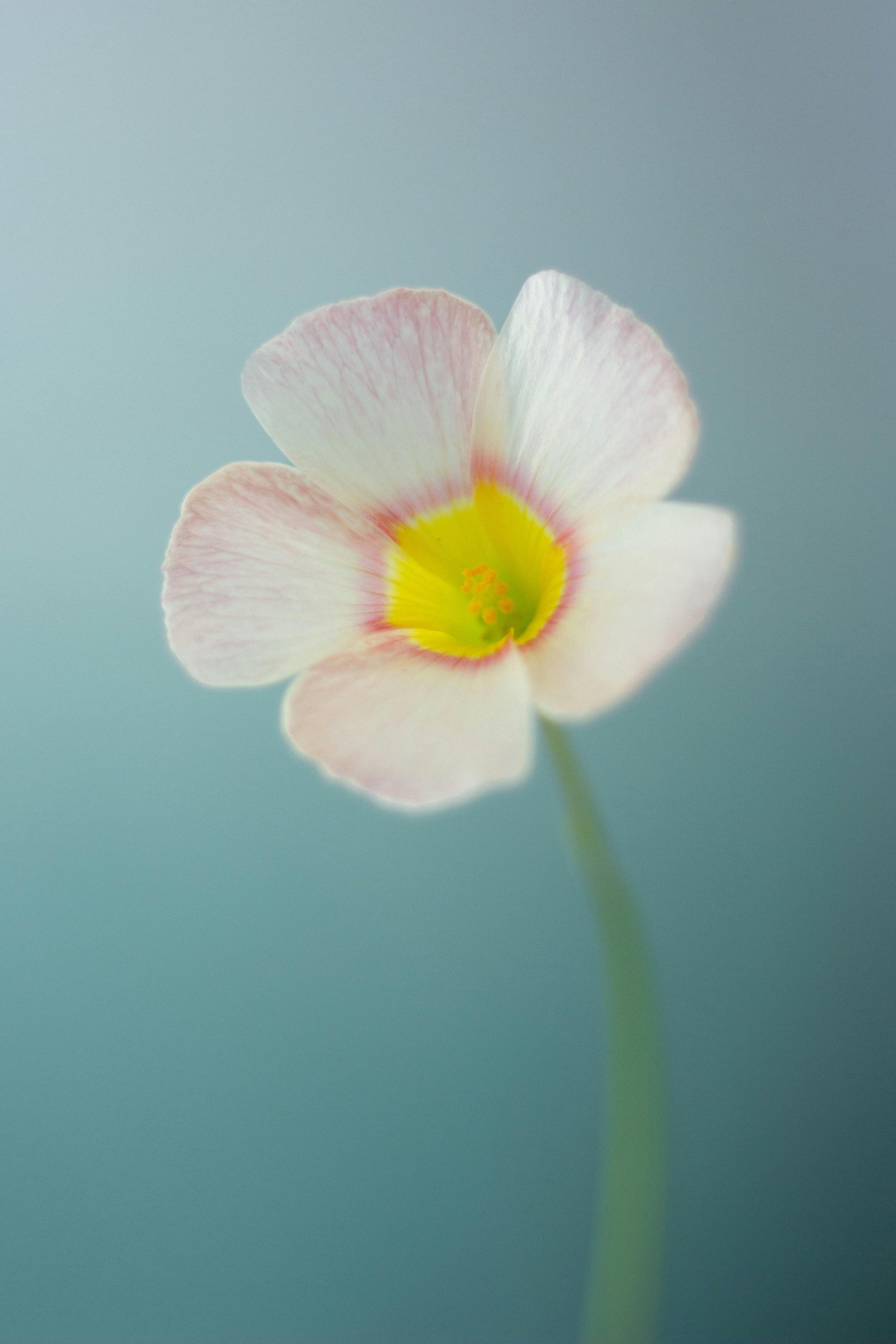 Sorrel Flower in a Studio · Free Stock Photo