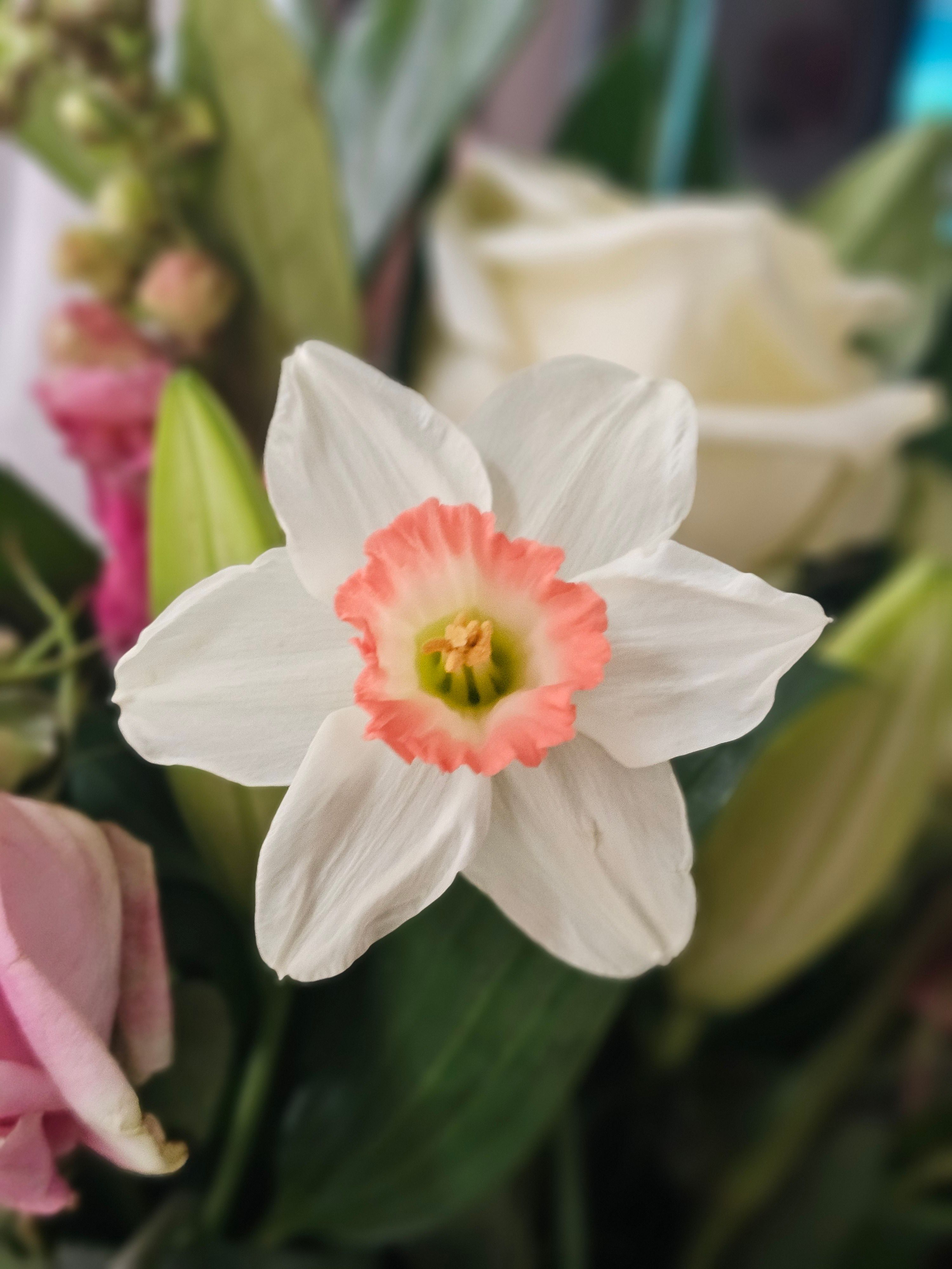 White Jonquil Flower · Free Stock Photo