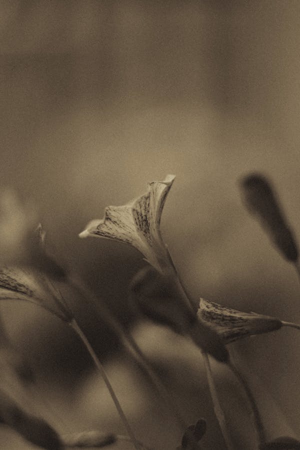 Sepia Photos, Download The BEST Free Sepia Stock Photos & HD Images