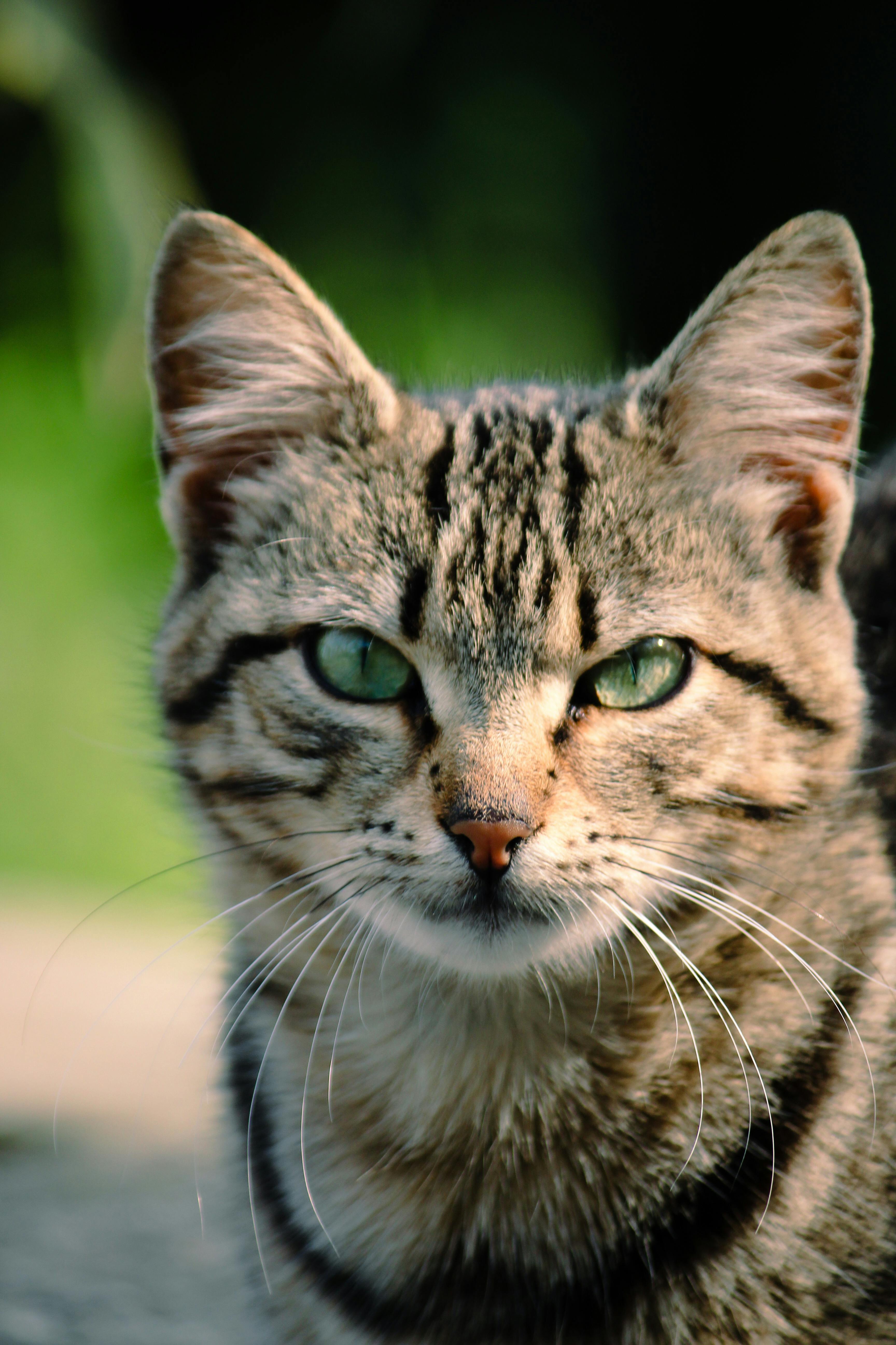 Grey Cat Close-up Photography · Free Stock Photo