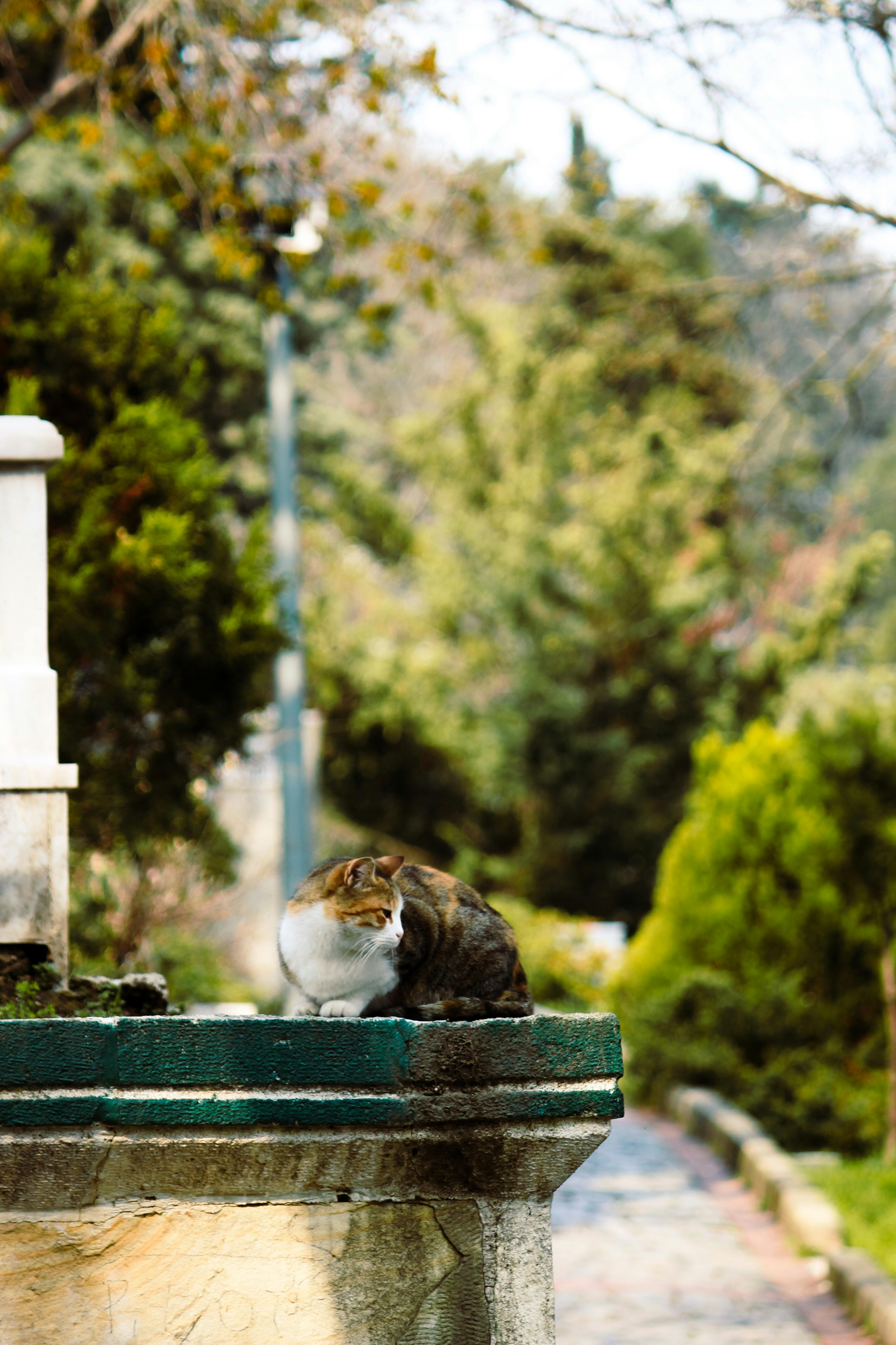 Cat Park Photos, Download The BEST Free Cat Park Stock Photos & HD Images