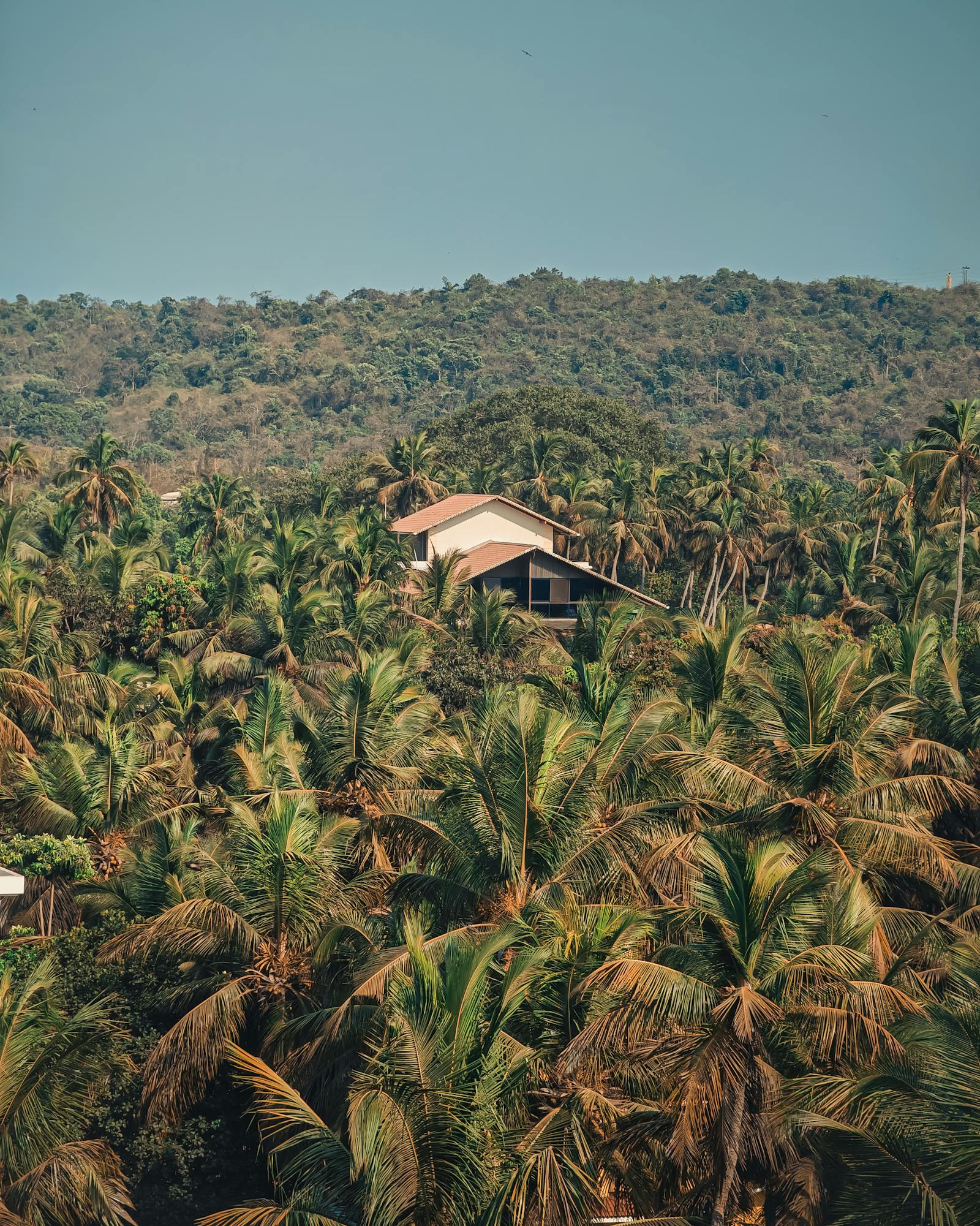 Coconut Tree Farm Photos, Download The BEST Free Coconut Tree Farm ...
