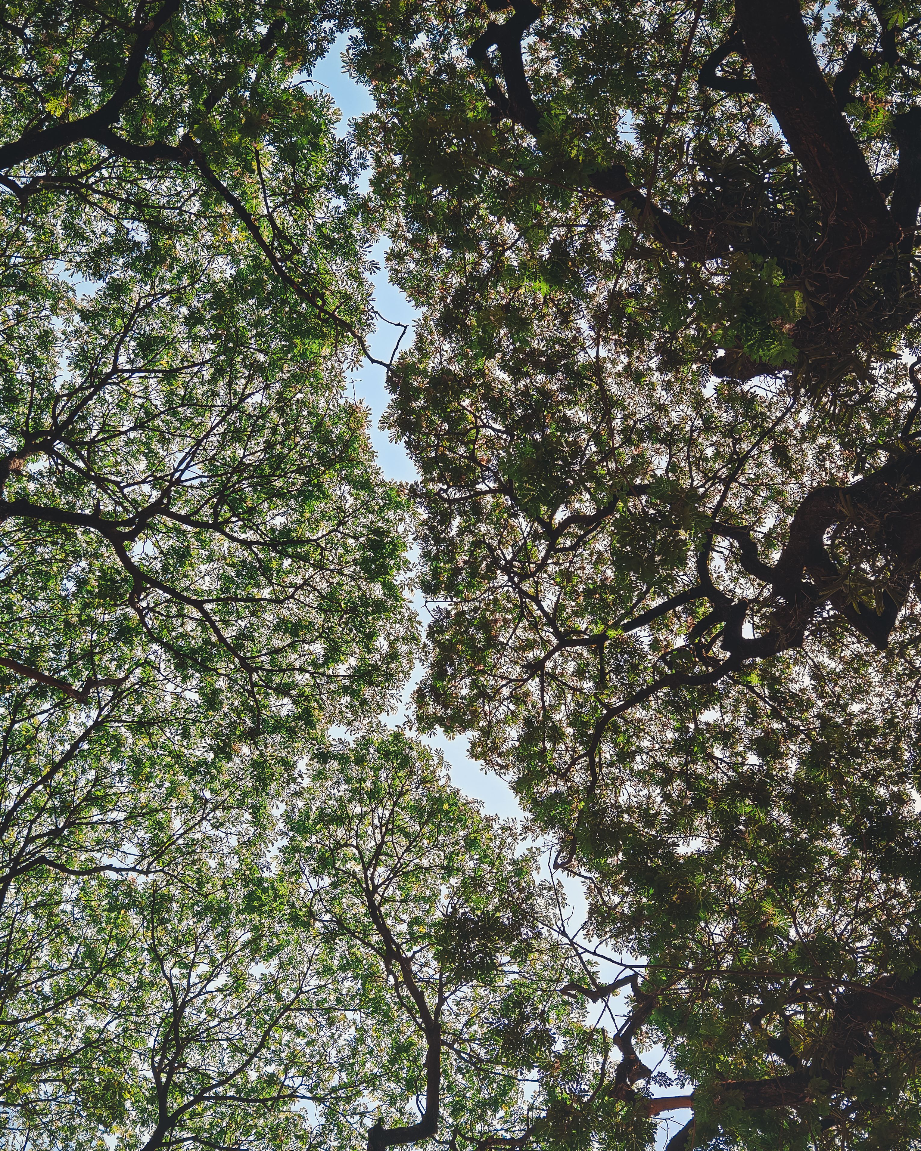 Low Angle Shot of Trees · Free Stock Photo