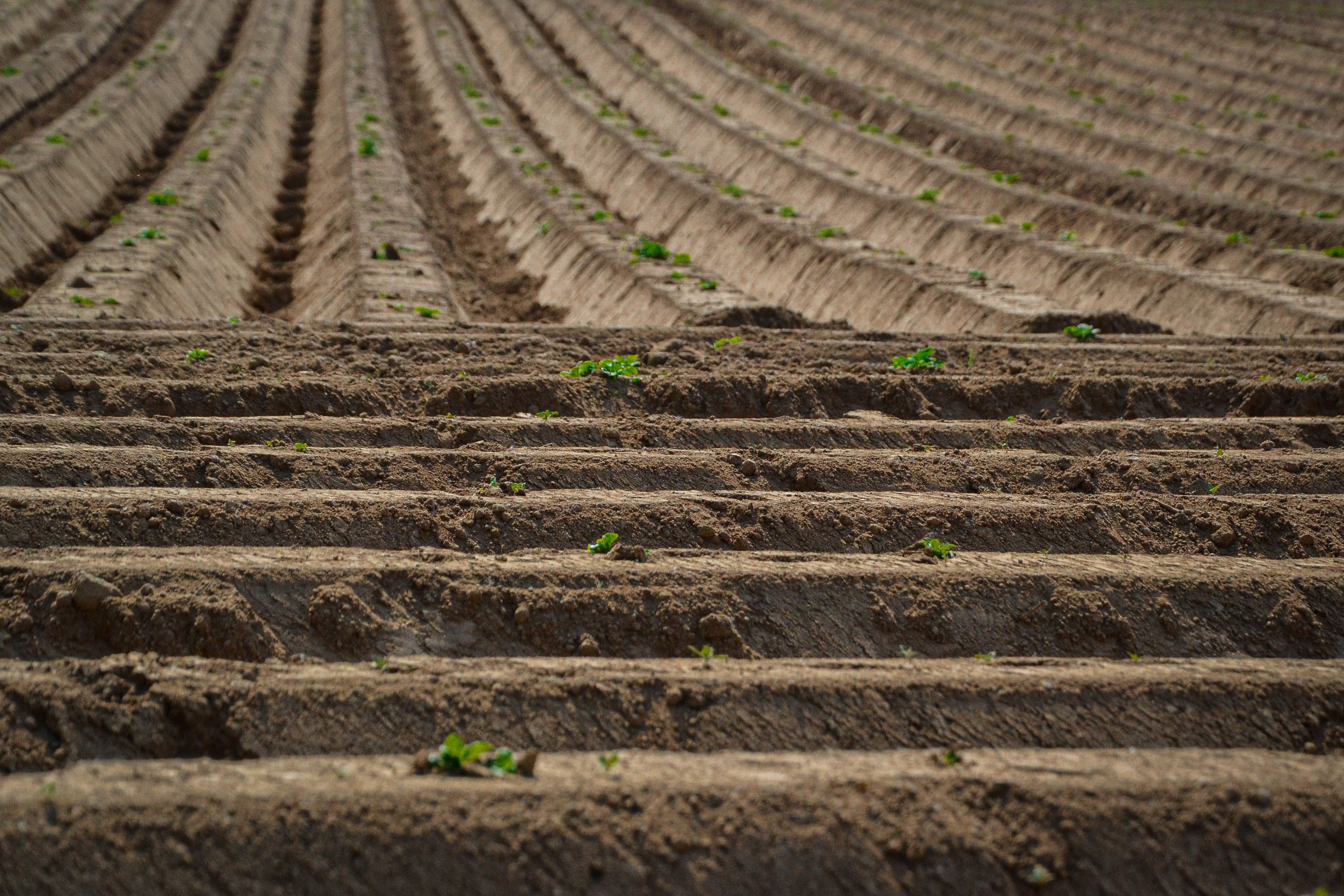 Soil on Field · Free Stock Photo