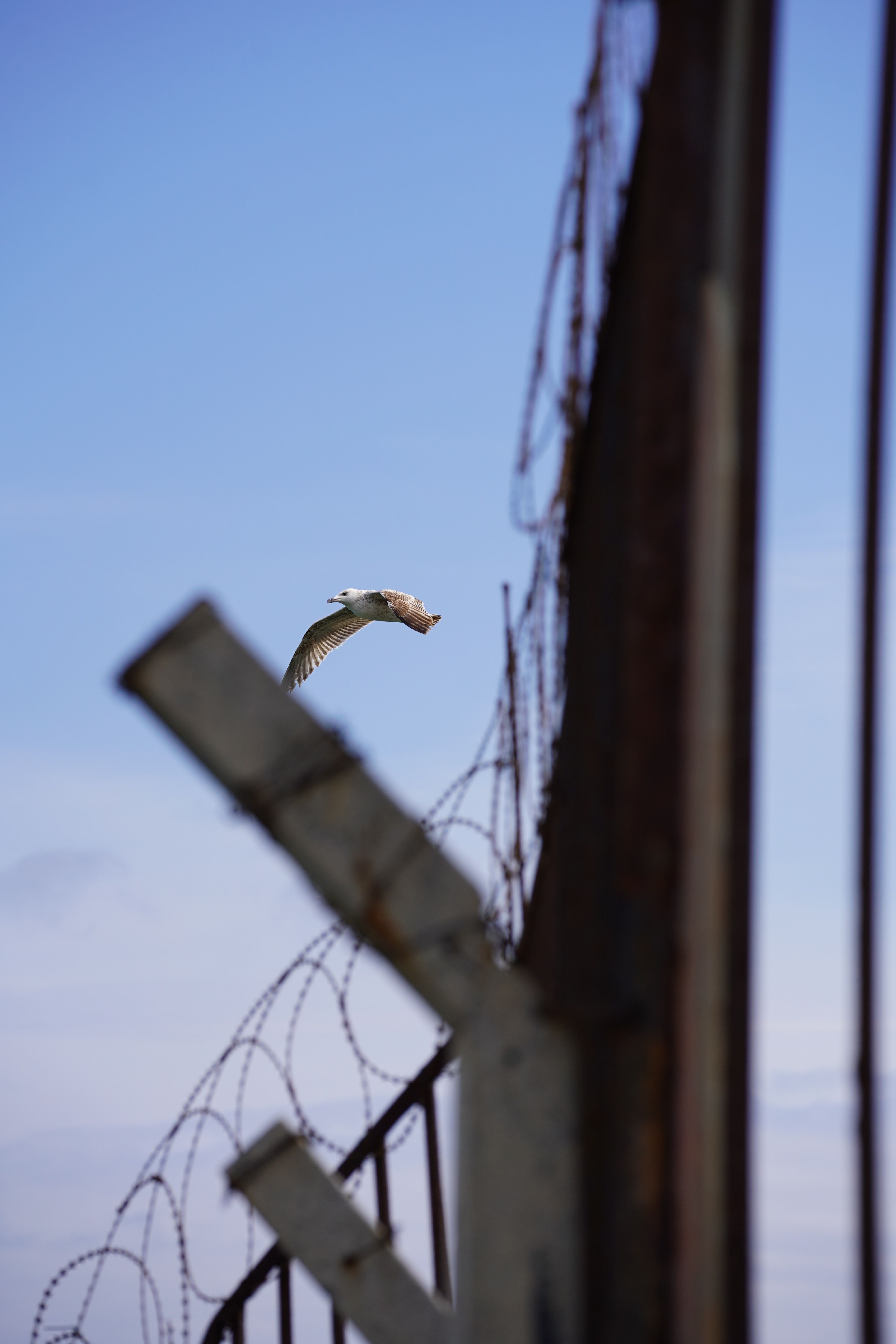 A bird flying over a barbed wire fence · Free Stock Photo
