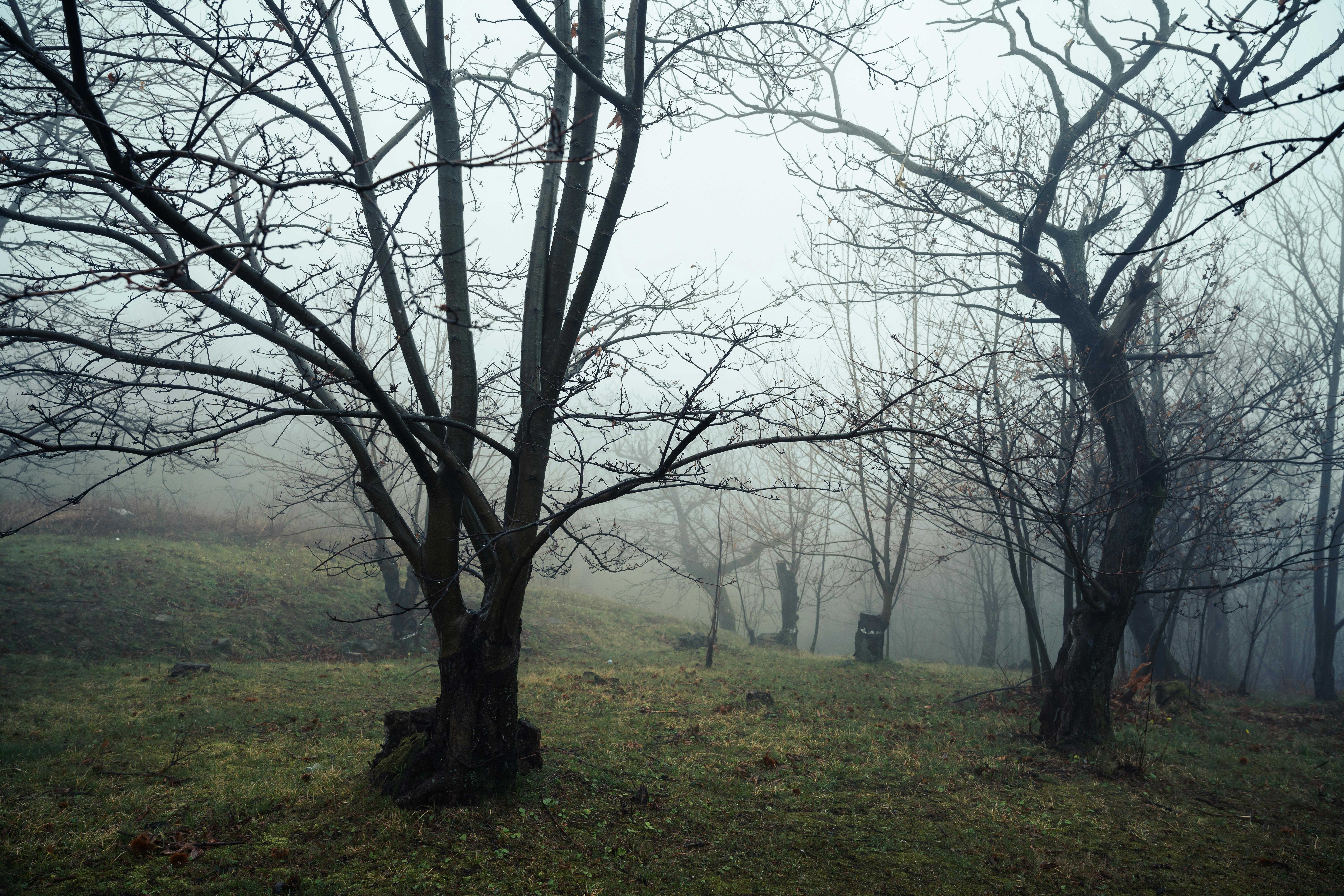 Misty Forest Muted Tones Photos, Download The BEST Free Misty Forest ...