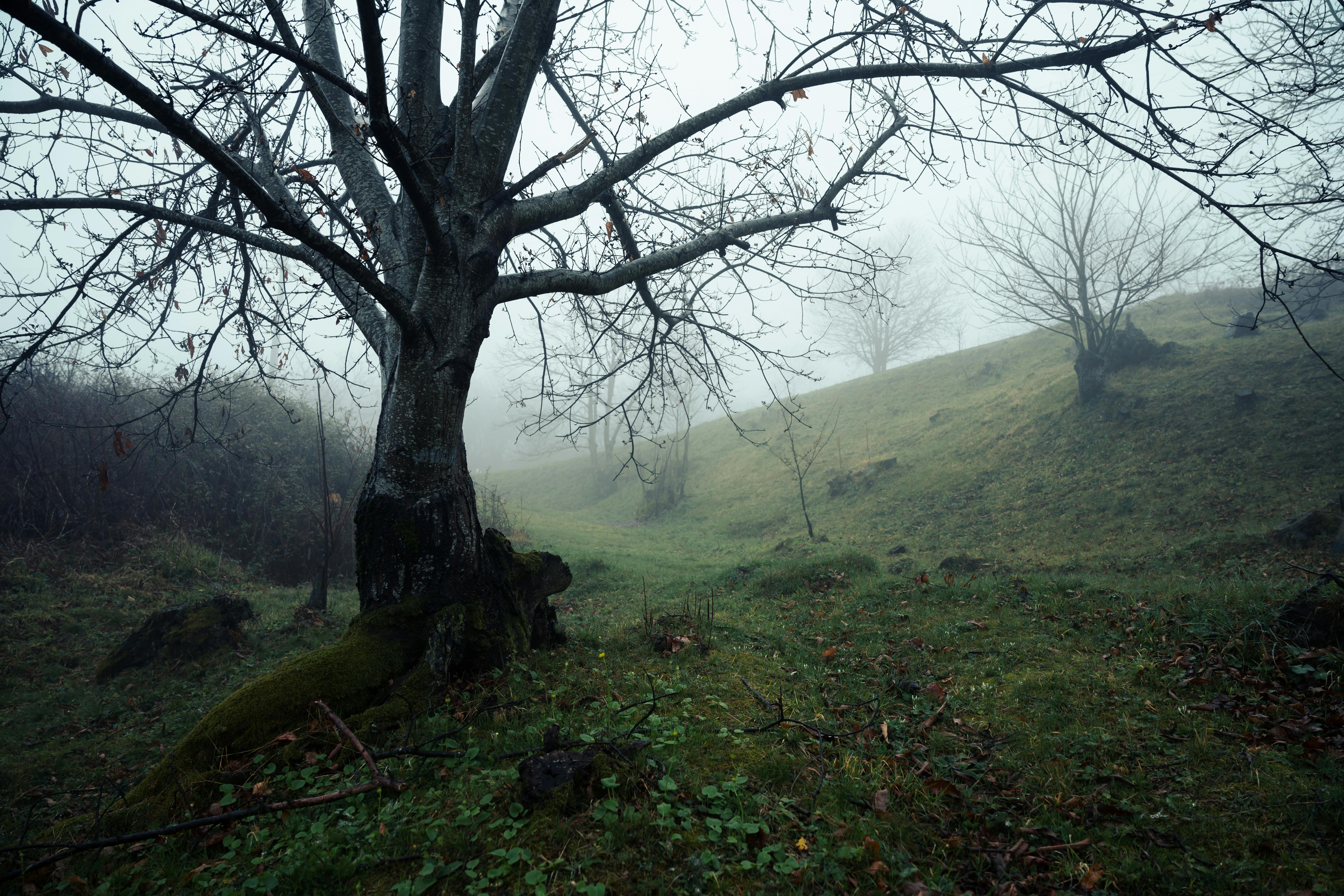 Tree on Hazy Meadow · Free Stock Photo