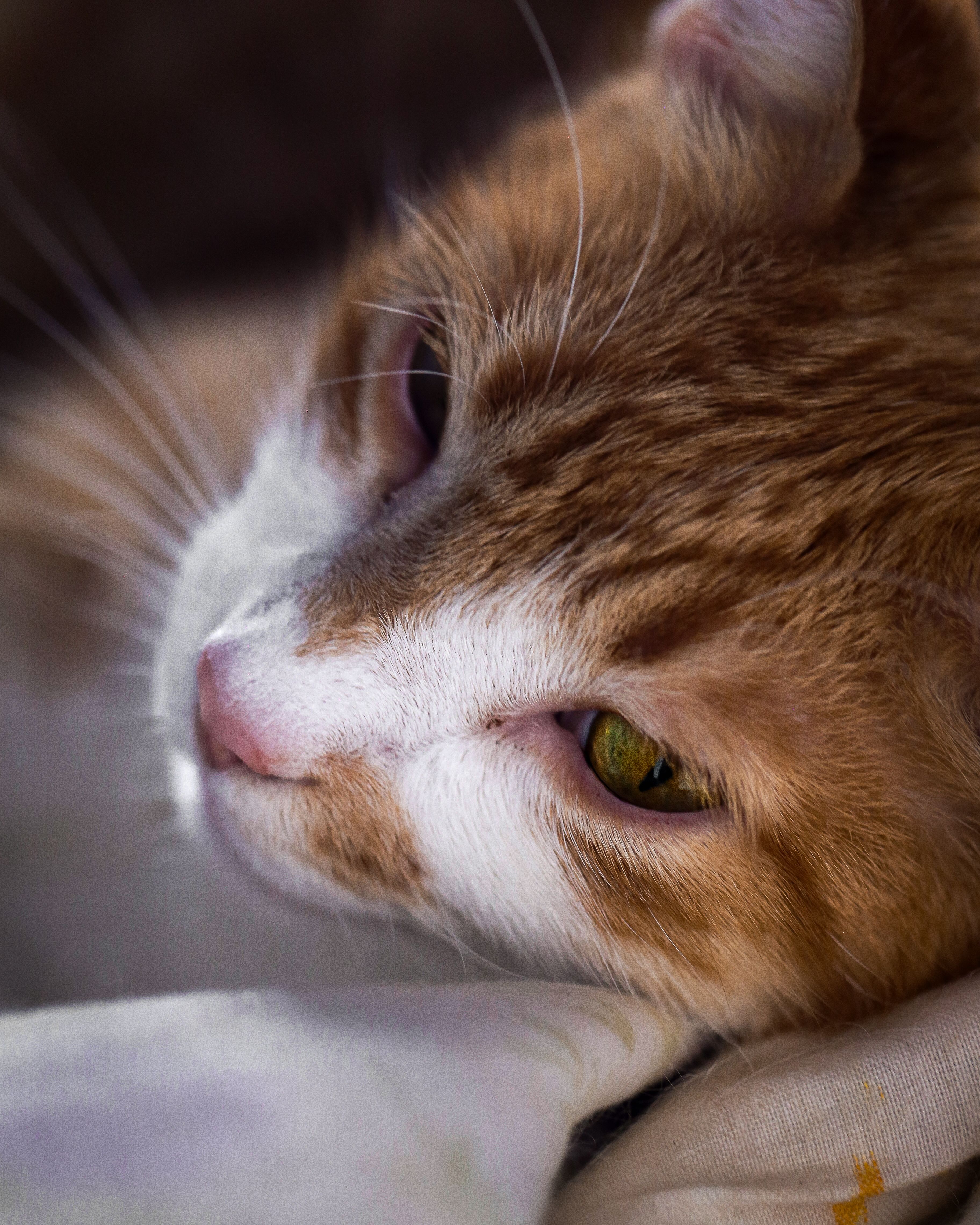 Close-up on Cat Head · Free Stock Photo