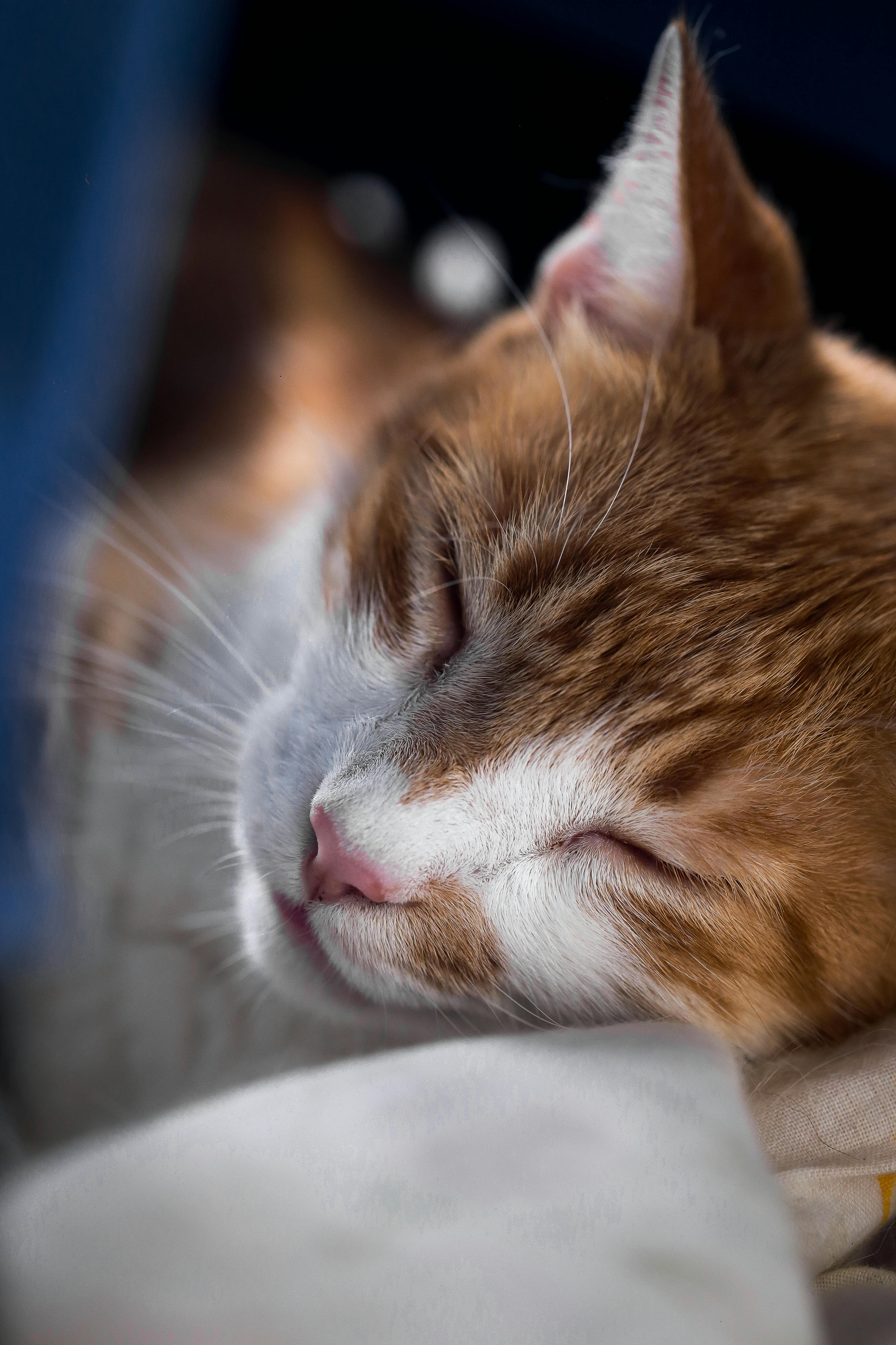 Head of Sleeping Cat · Free Stock Photo