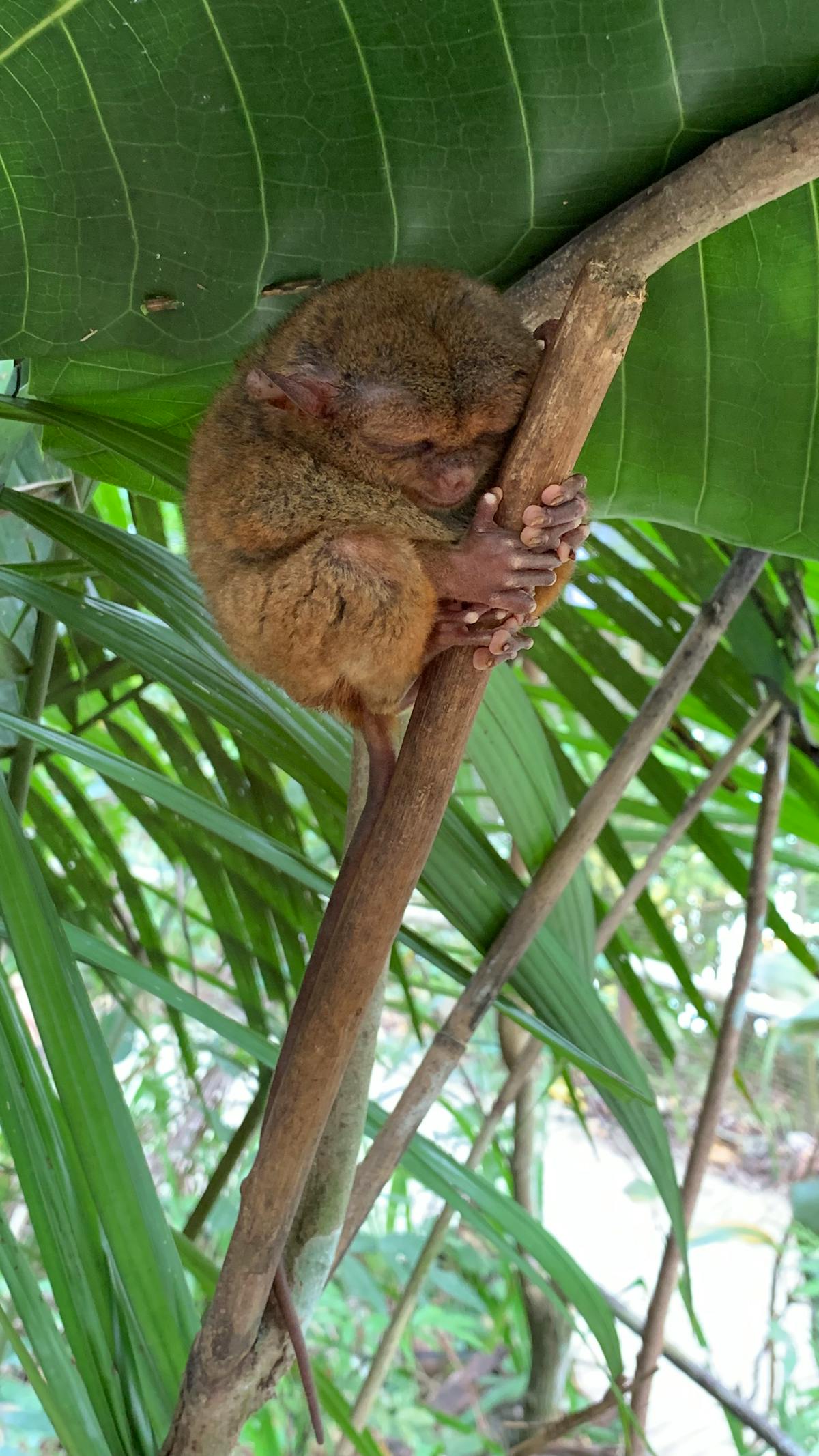 Tarsier Photos, Download The BEST Free Tarsier Stock Photos & HD Images