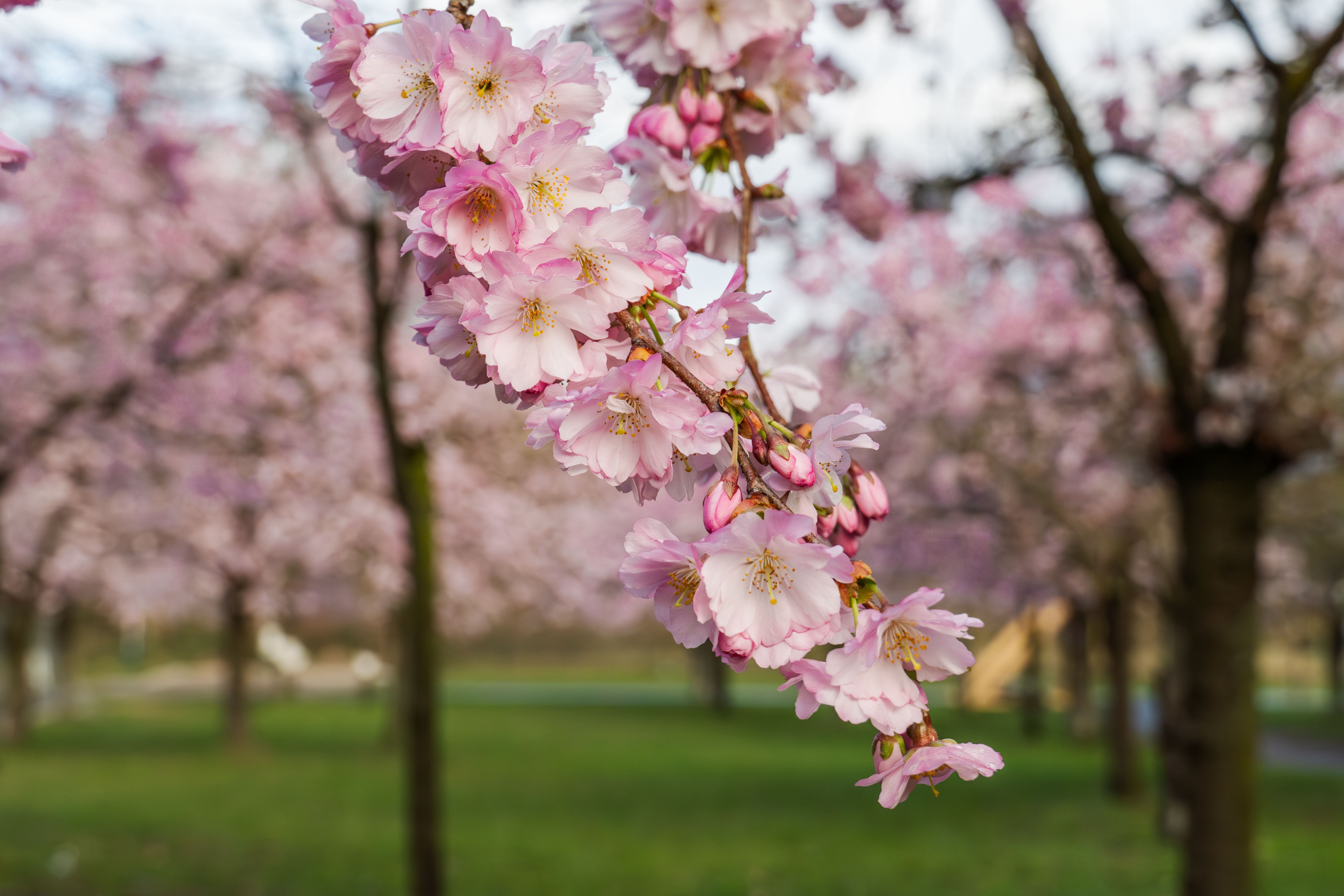 Close-up of a Branch of Cherry Blossom · Free Stock Photo