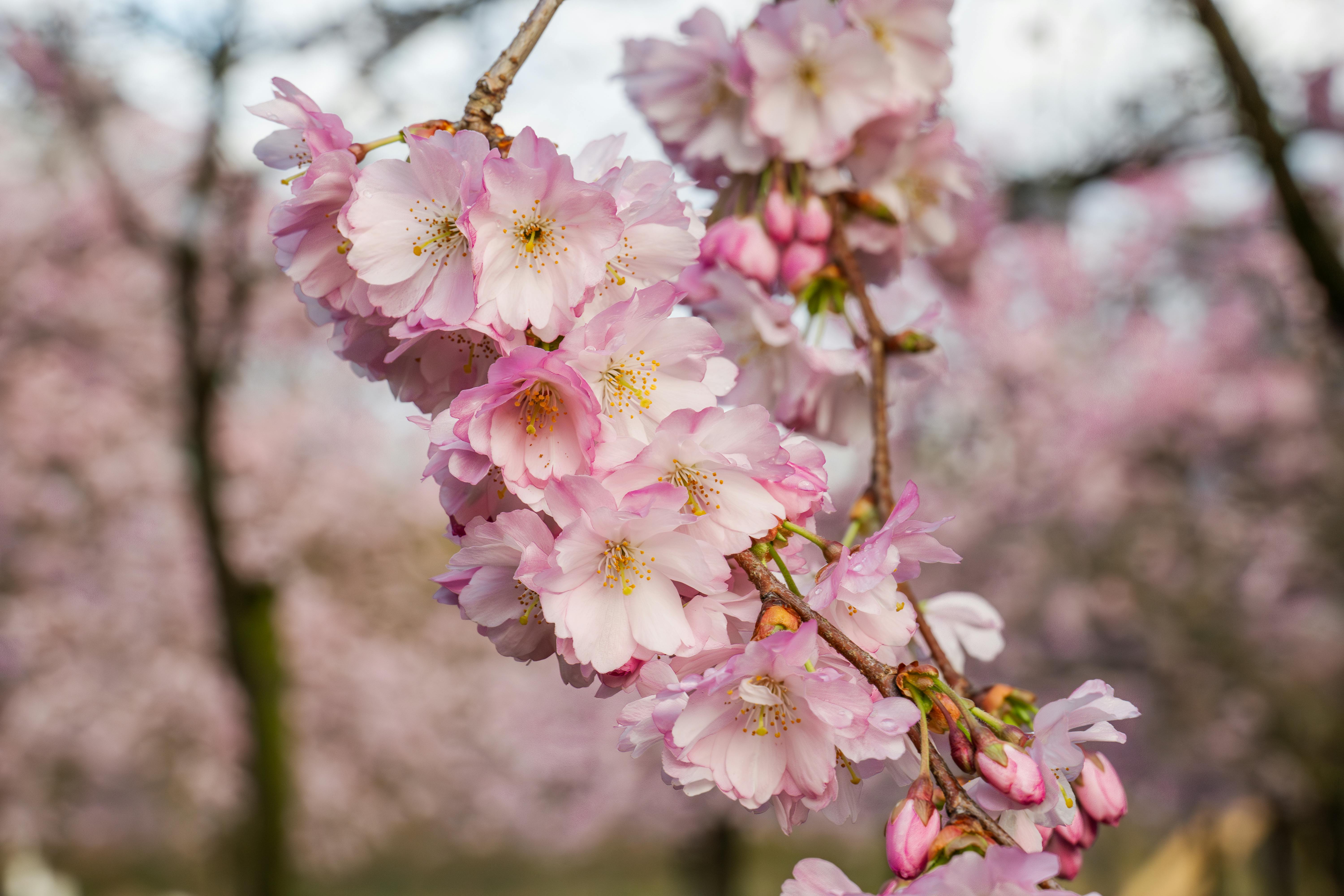 Hanami Photos, Download The BEST Free Hanami Stock Photos & HD Images