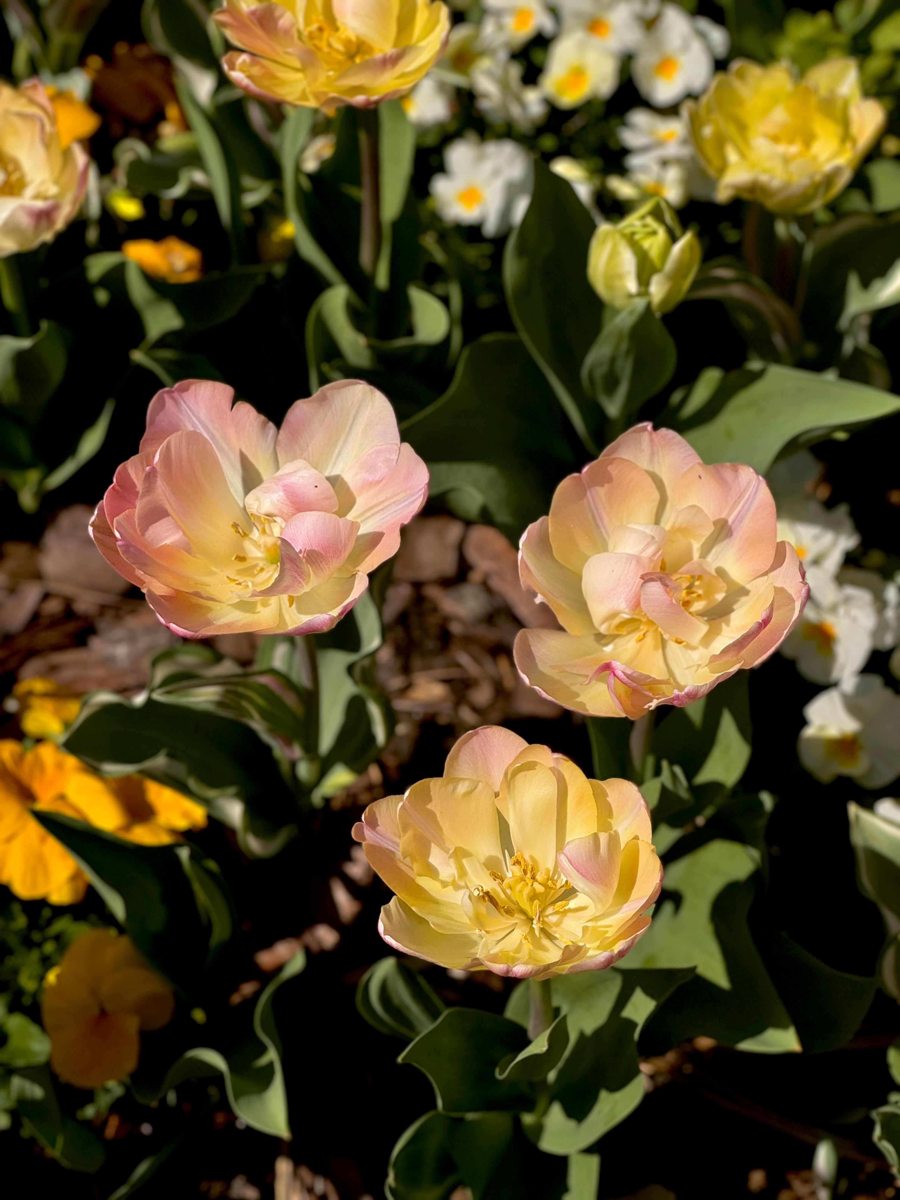 Peony Returnare Photos, Download The BEST Free Peony Returnare Stock ...