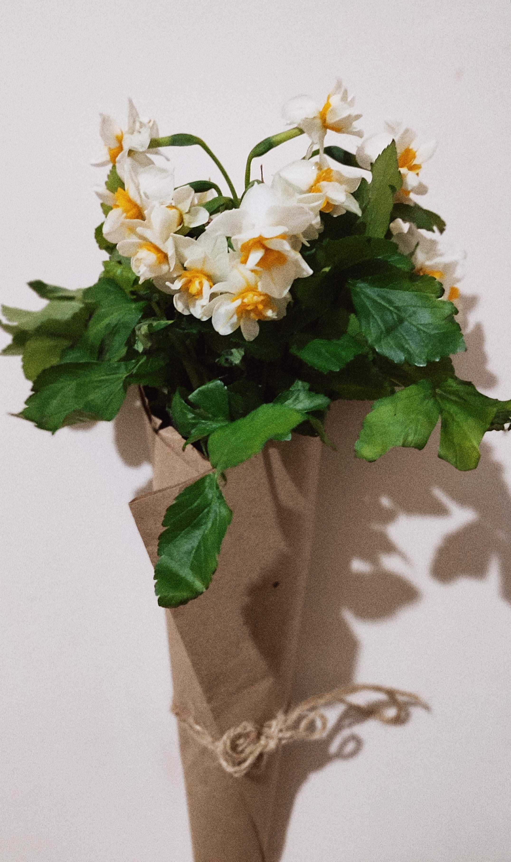 Soft White Flowers Photos, Download The BEST Free Soft White Flowers ...