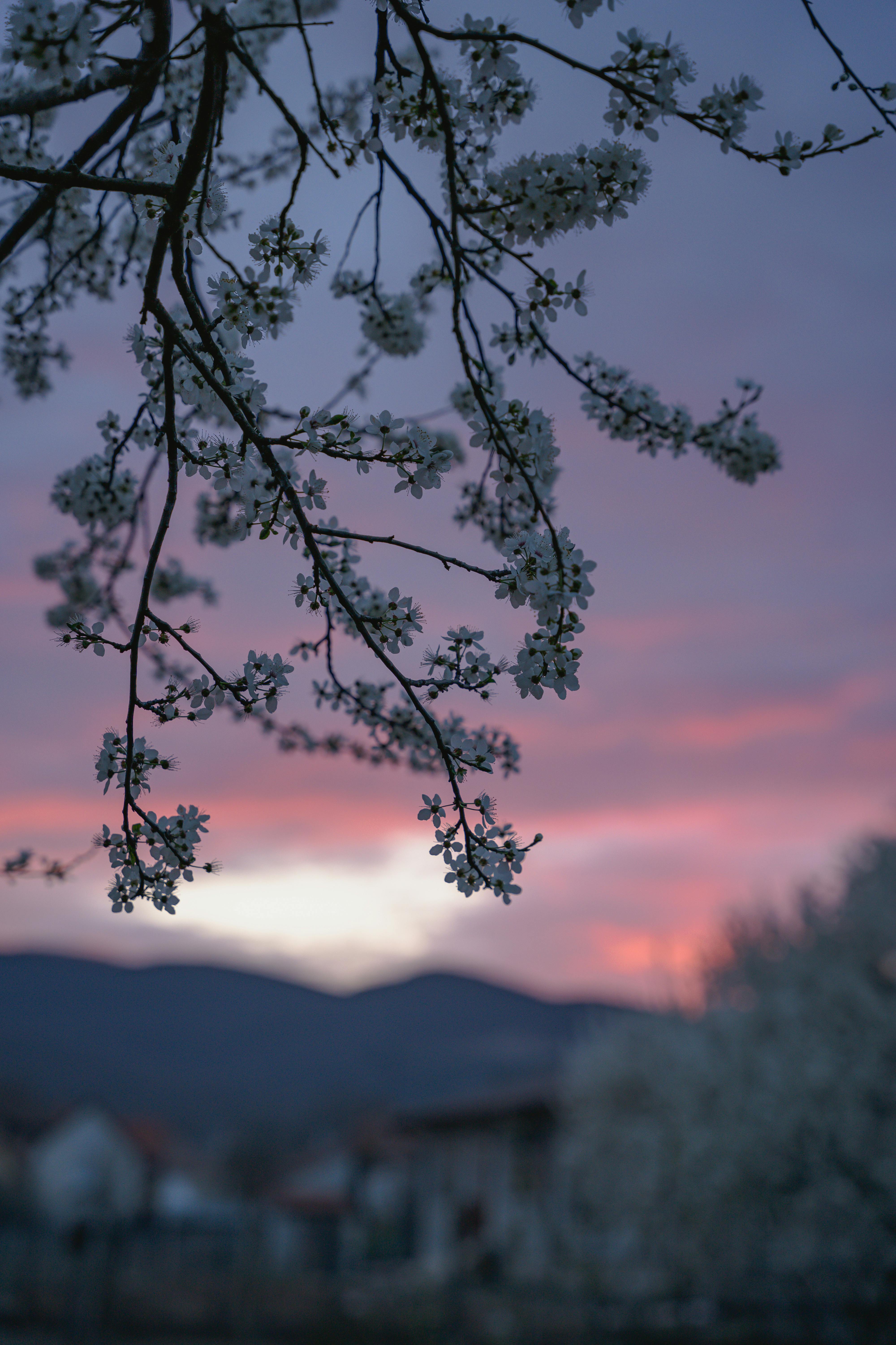 Cherry Blossoms Sunset Photos, Download The BEST Free Cherry Blossoms ...