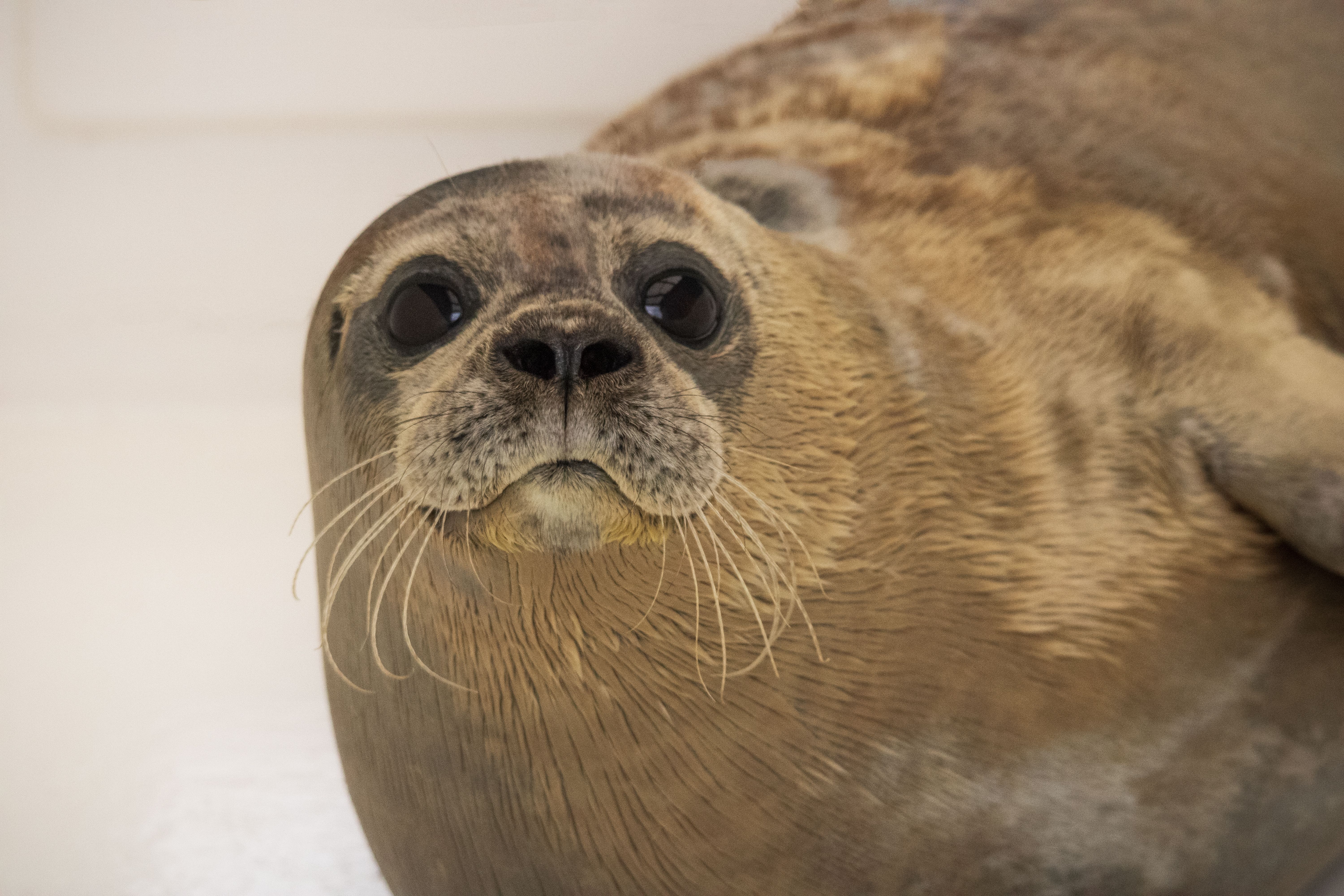 Cute Sea Seal · Free Stock Photo