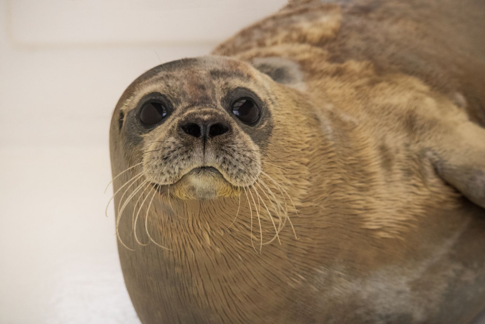 Cute Seal Photos, Download The BEST Free Cute Seal Stock Photos & HD Images