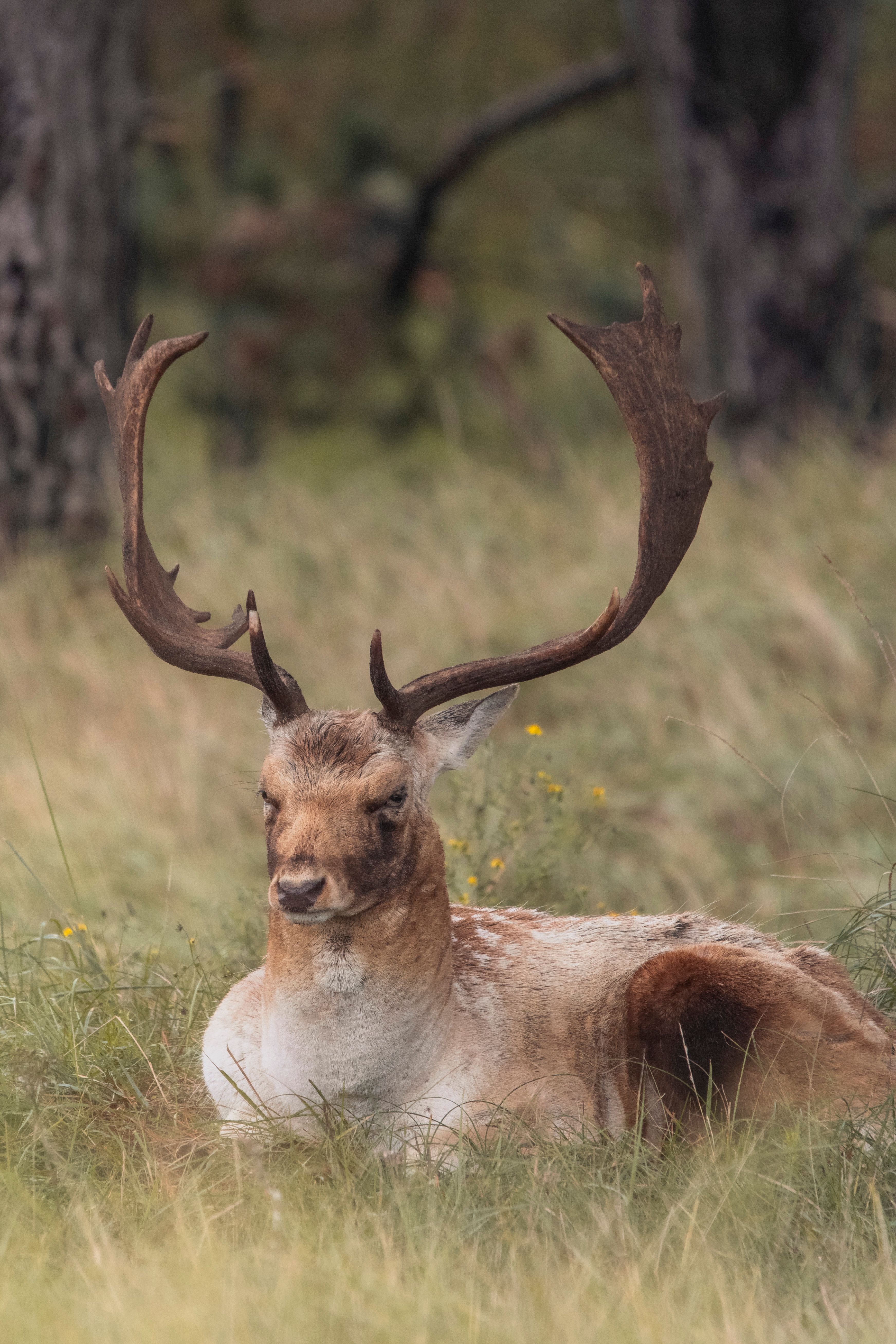 Moose Lying Down in Grass · Free Stock Photo