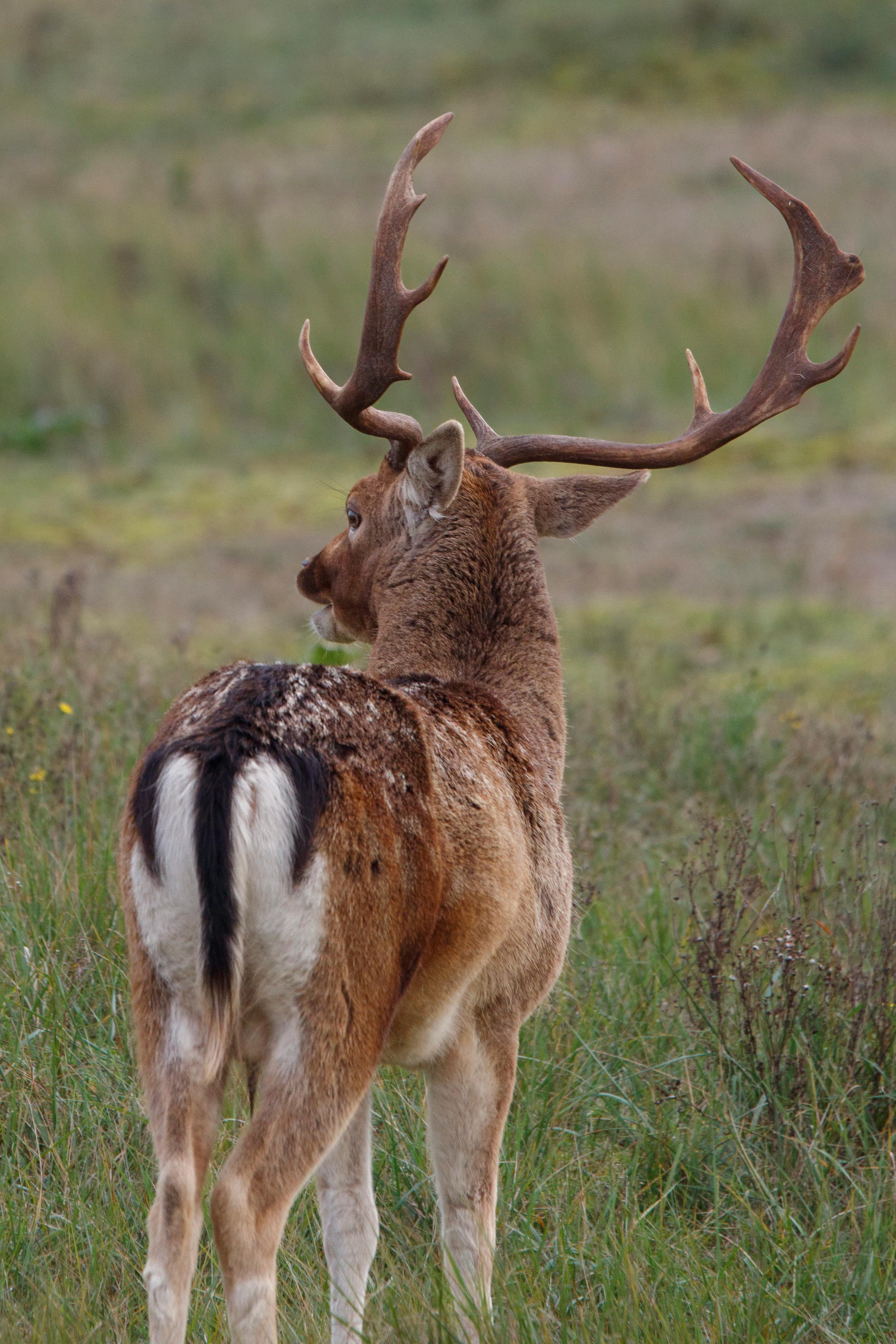Back View of Buck · Free Stock Photo
