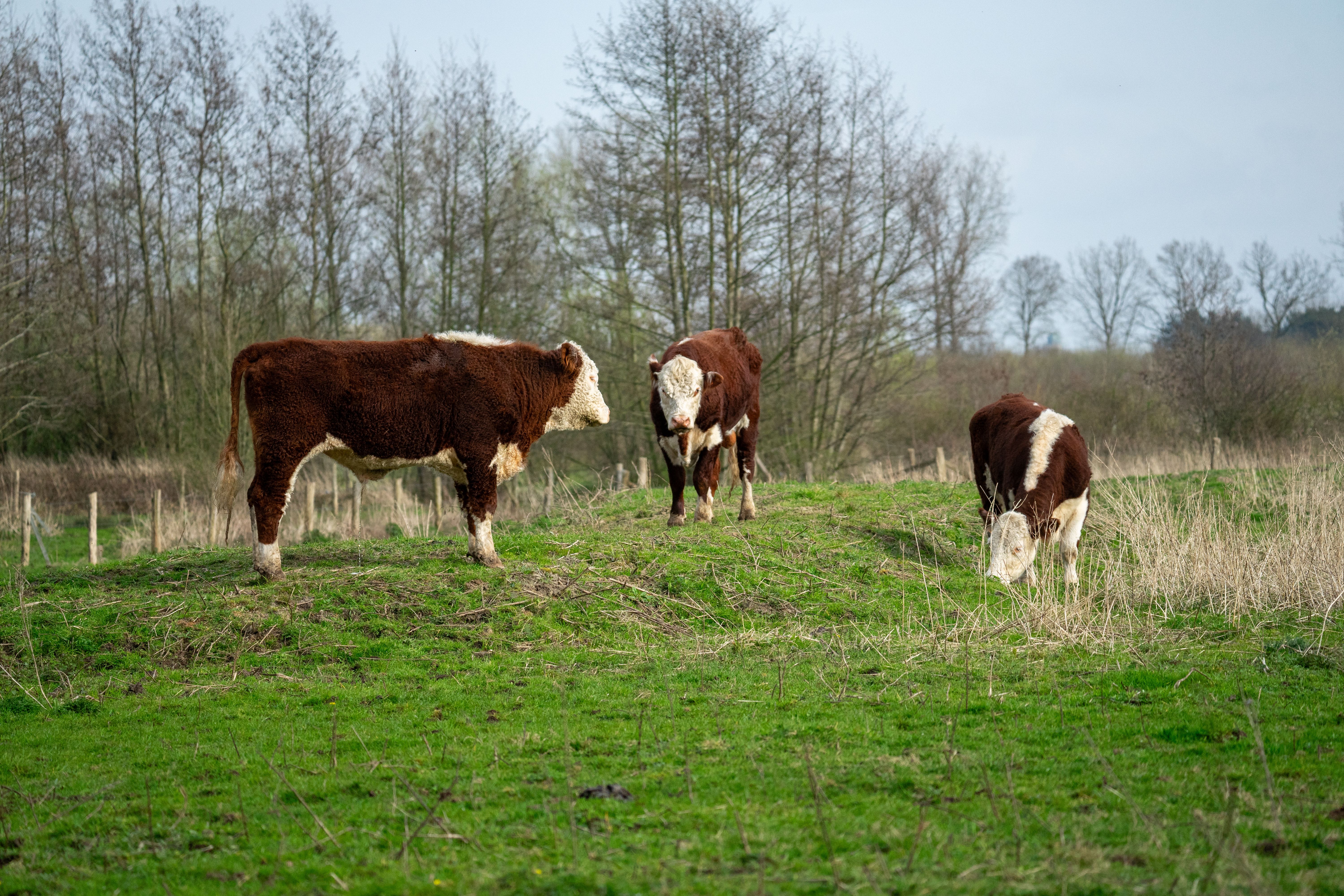 Three cows are grazing on a grassy field · Free Stock Photo