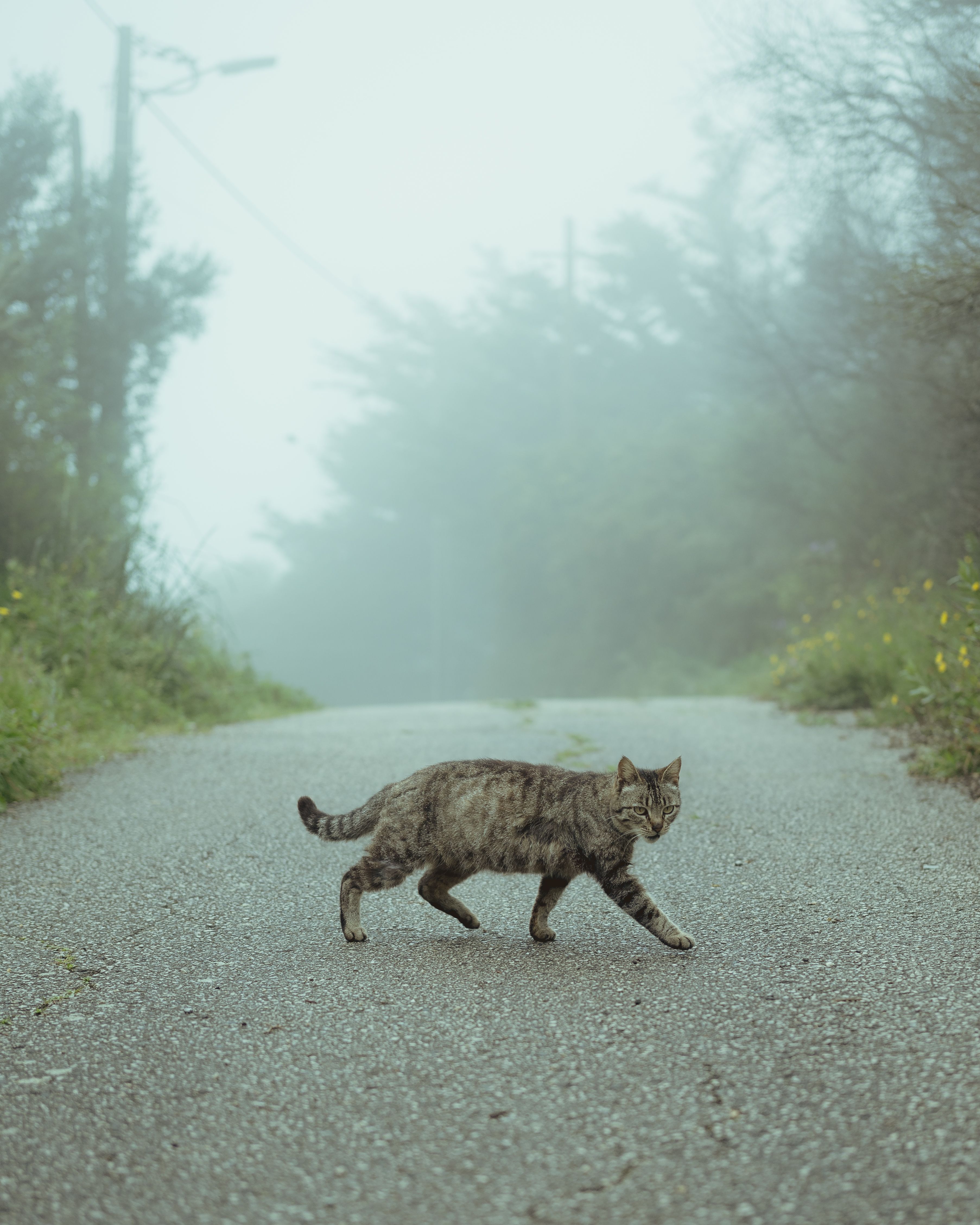 A cat walking down a road in the fog · Free Stock Photo