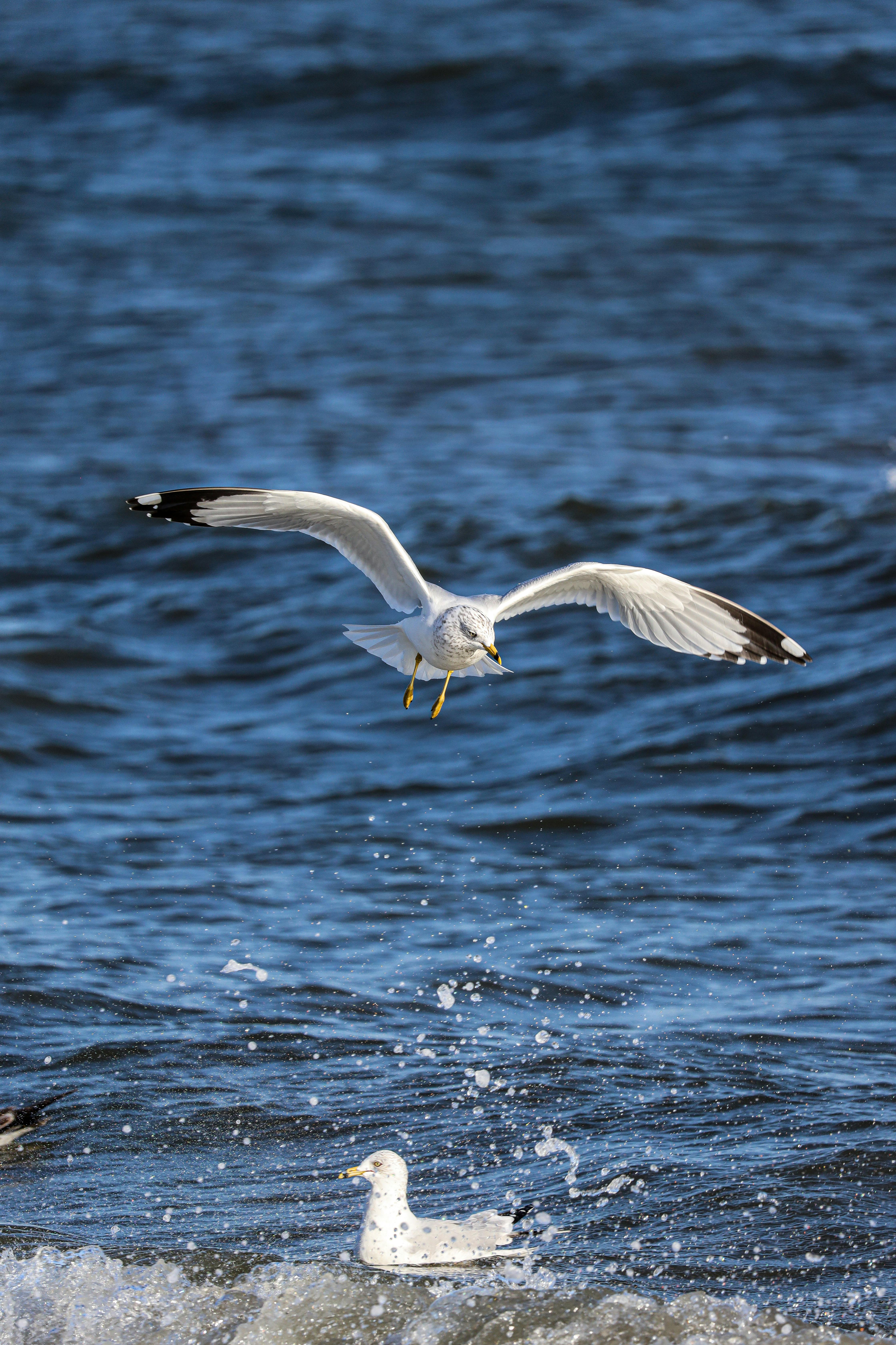 Seagull in Flight Over Ocean Waves · Free Stock Photo