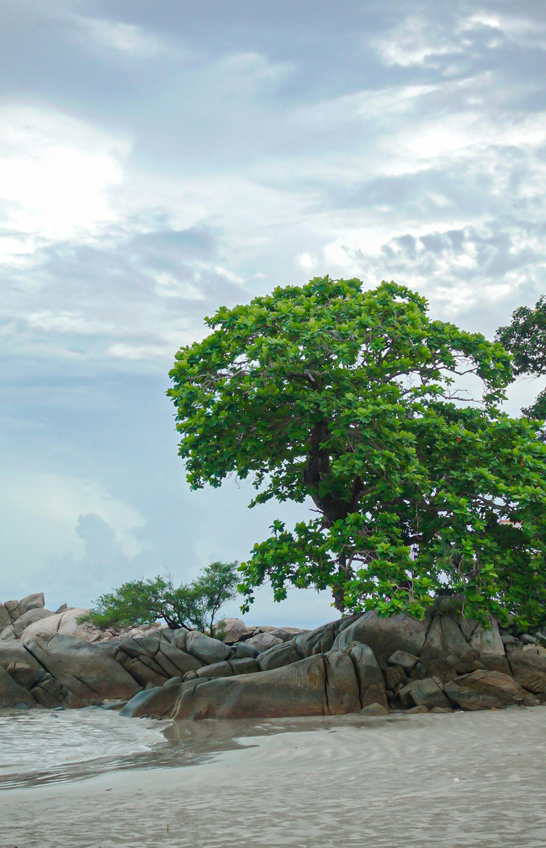 Tree on Rock at Beach · Free Stock Photo