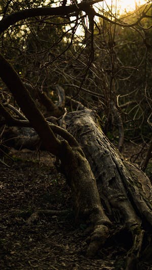 Fallen Tree Photos, Download The BEST Free Fallen Tree Stock Photos ...