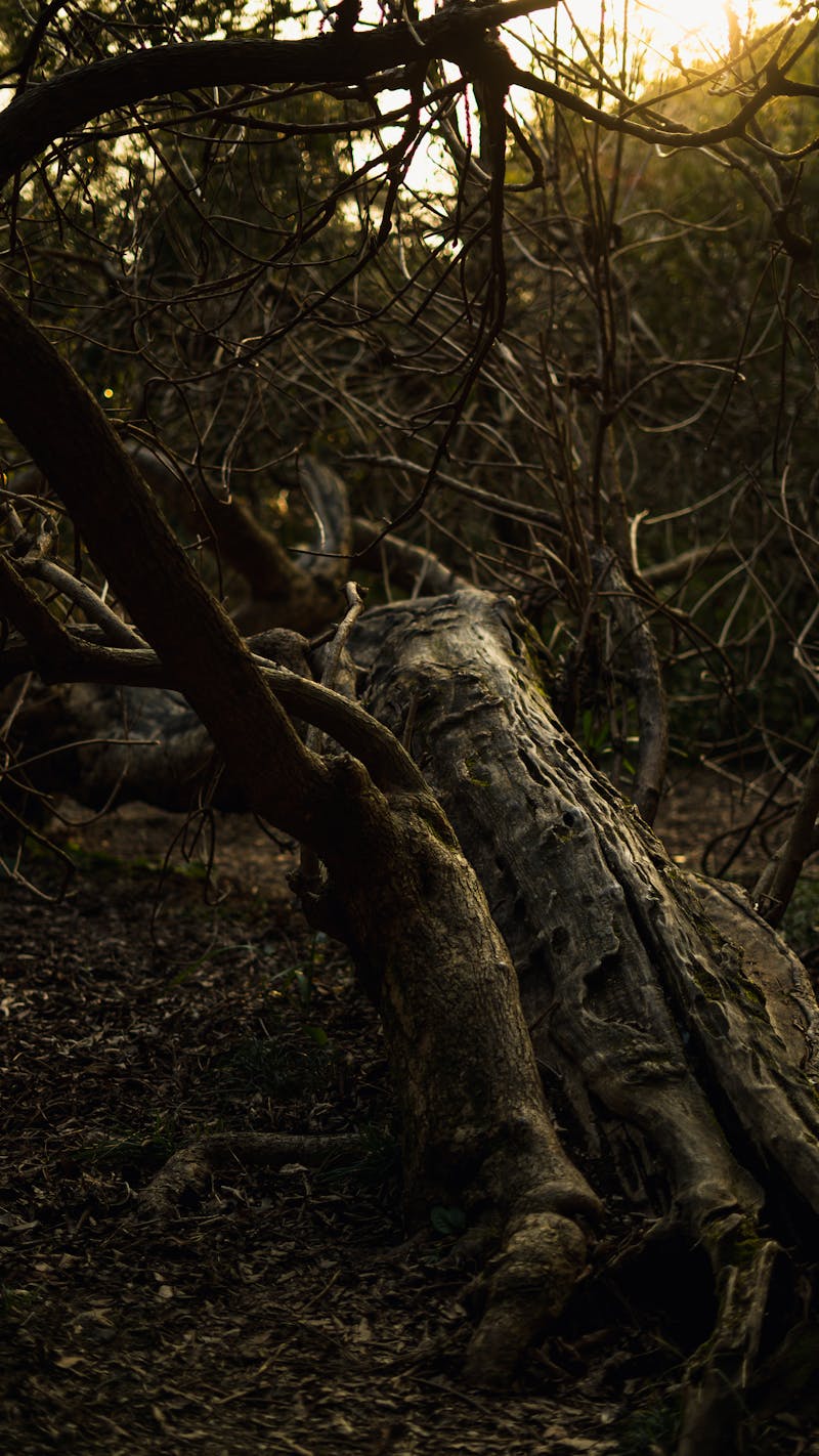 Fallen Tree Photos, Download The BEST Free Fallen Tree Stock Photos ...