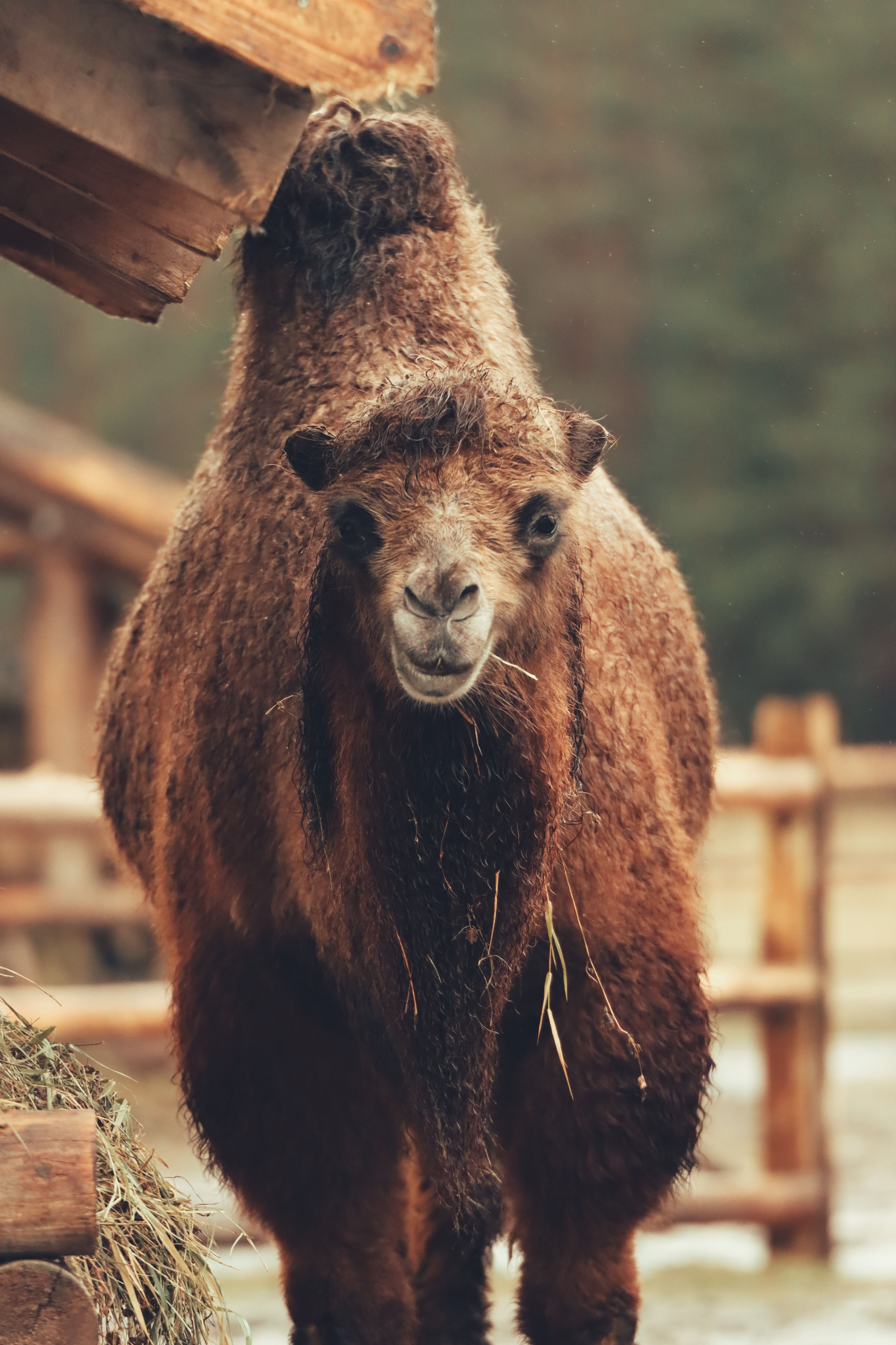 Portrait of Camel · Free Stock Photo