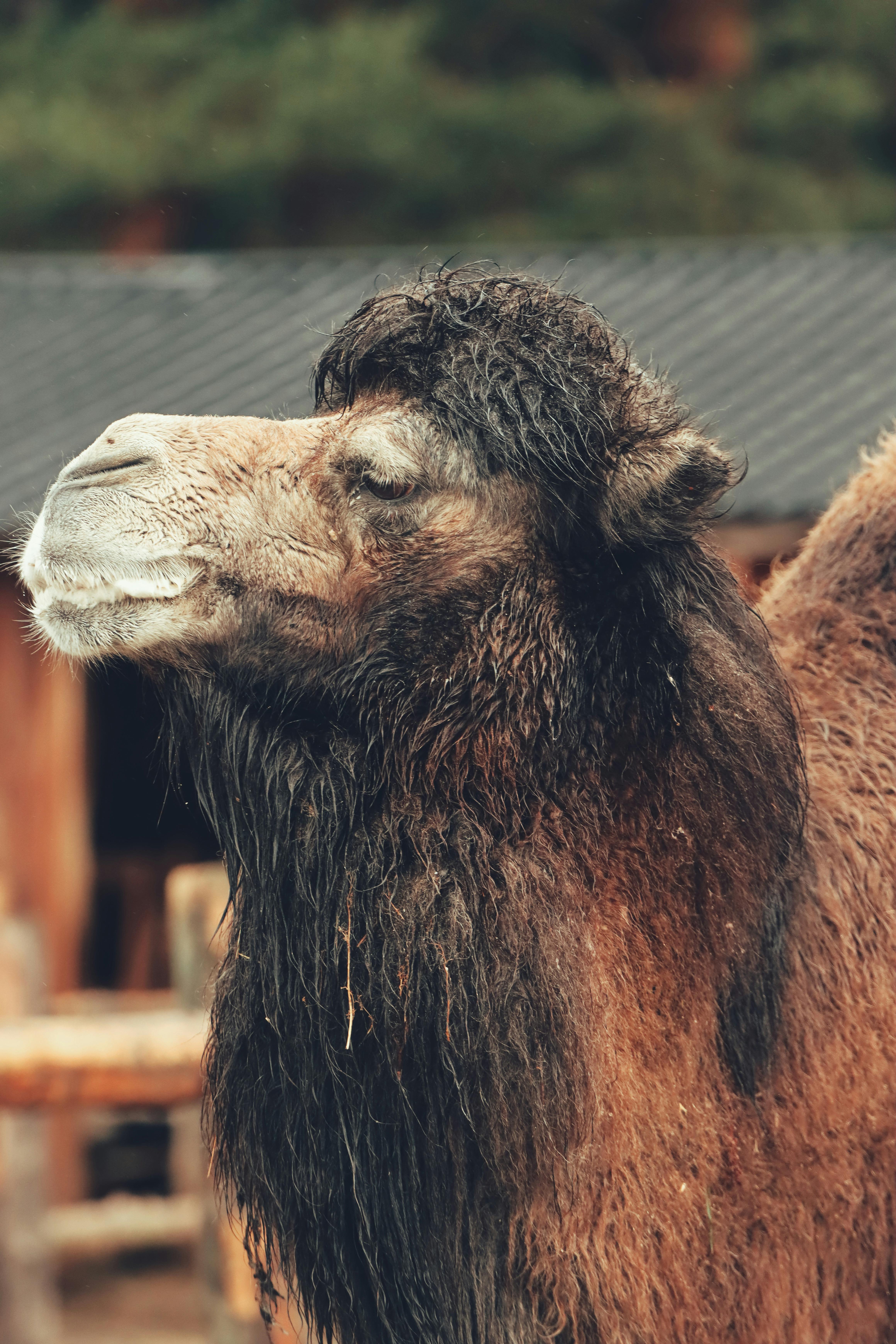 camel · Free Stock Photo