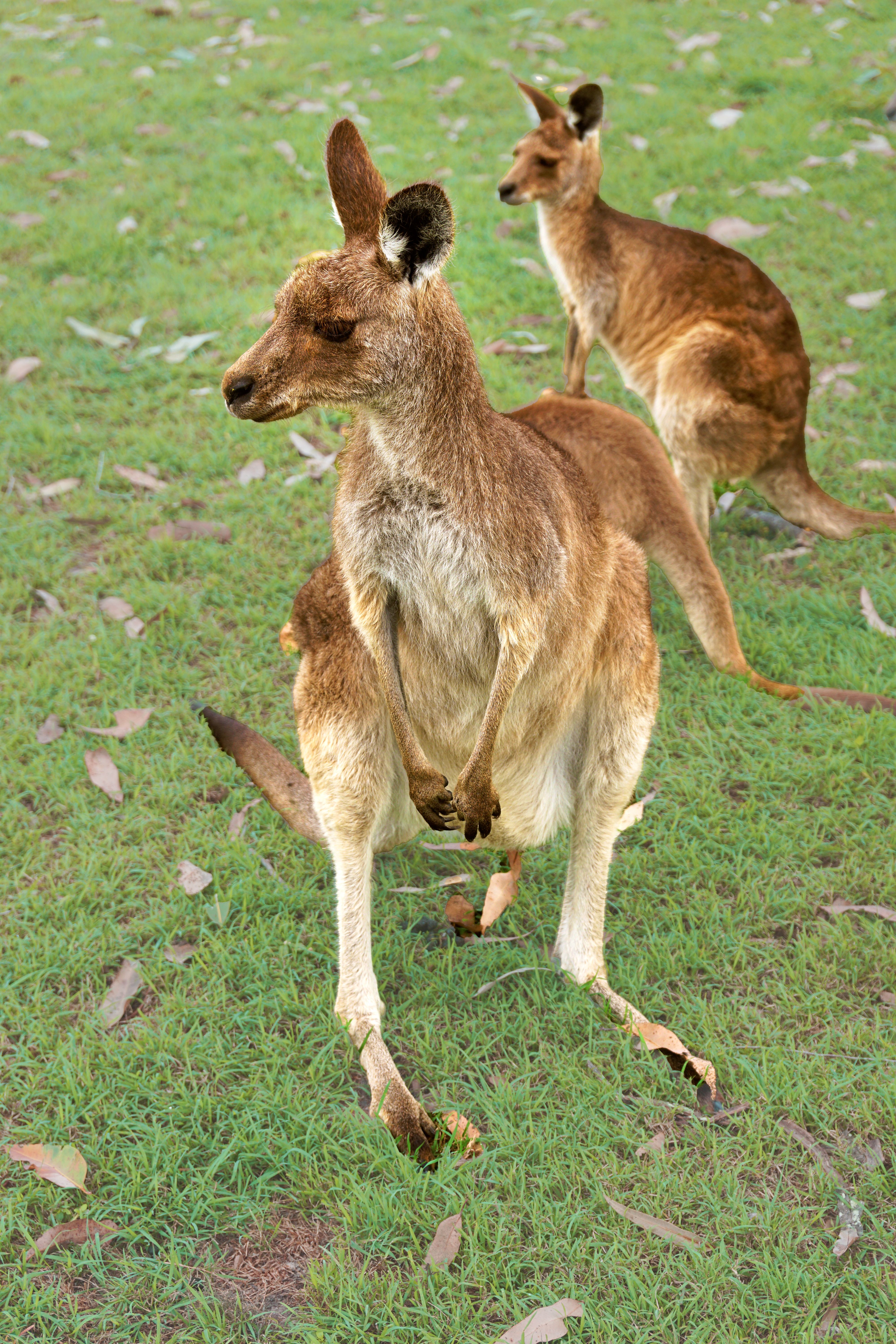Kangaroos on Standing on Grass · Free Stock Photo