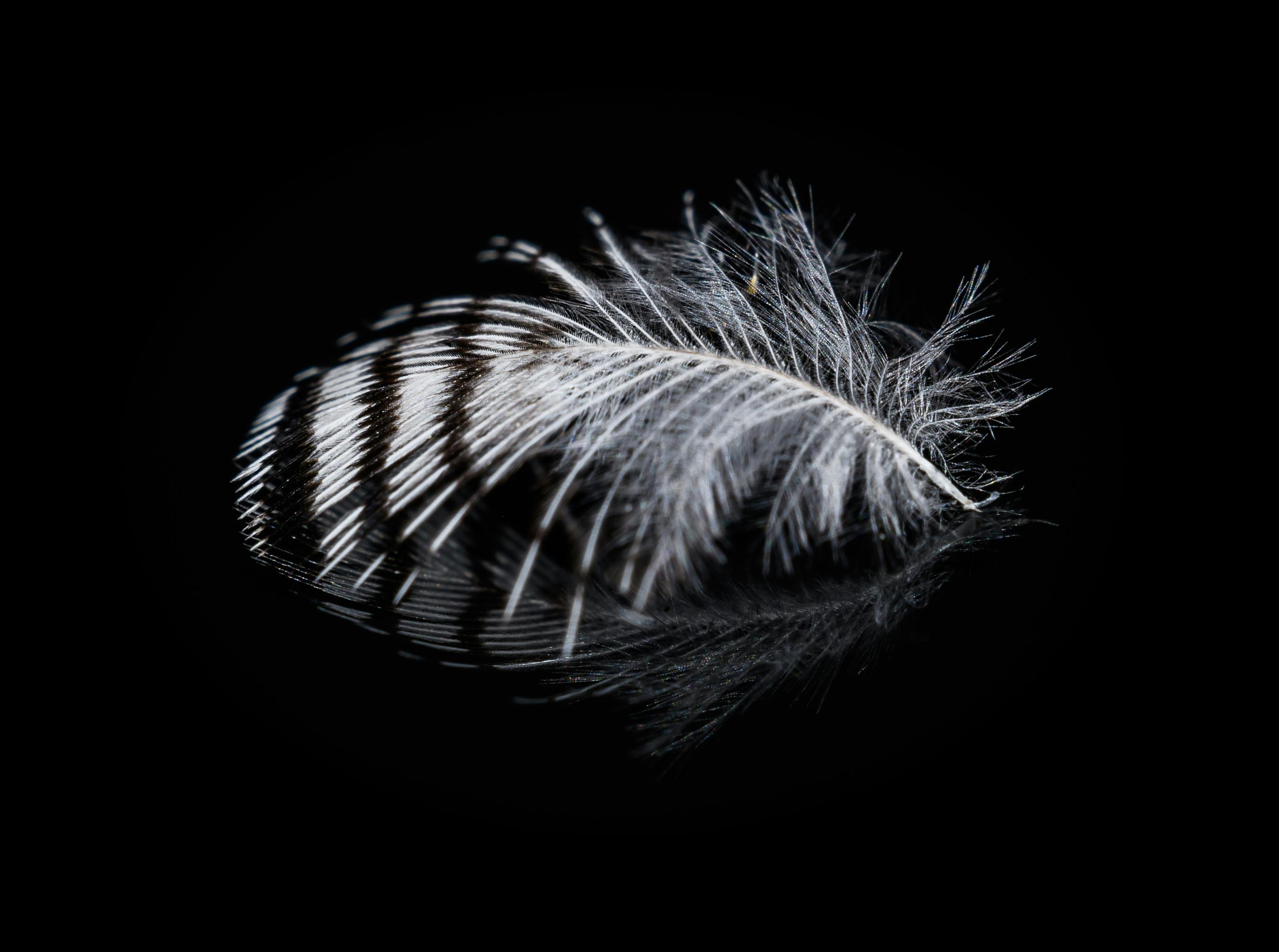 White, Thin Feather · Free Stock Photo