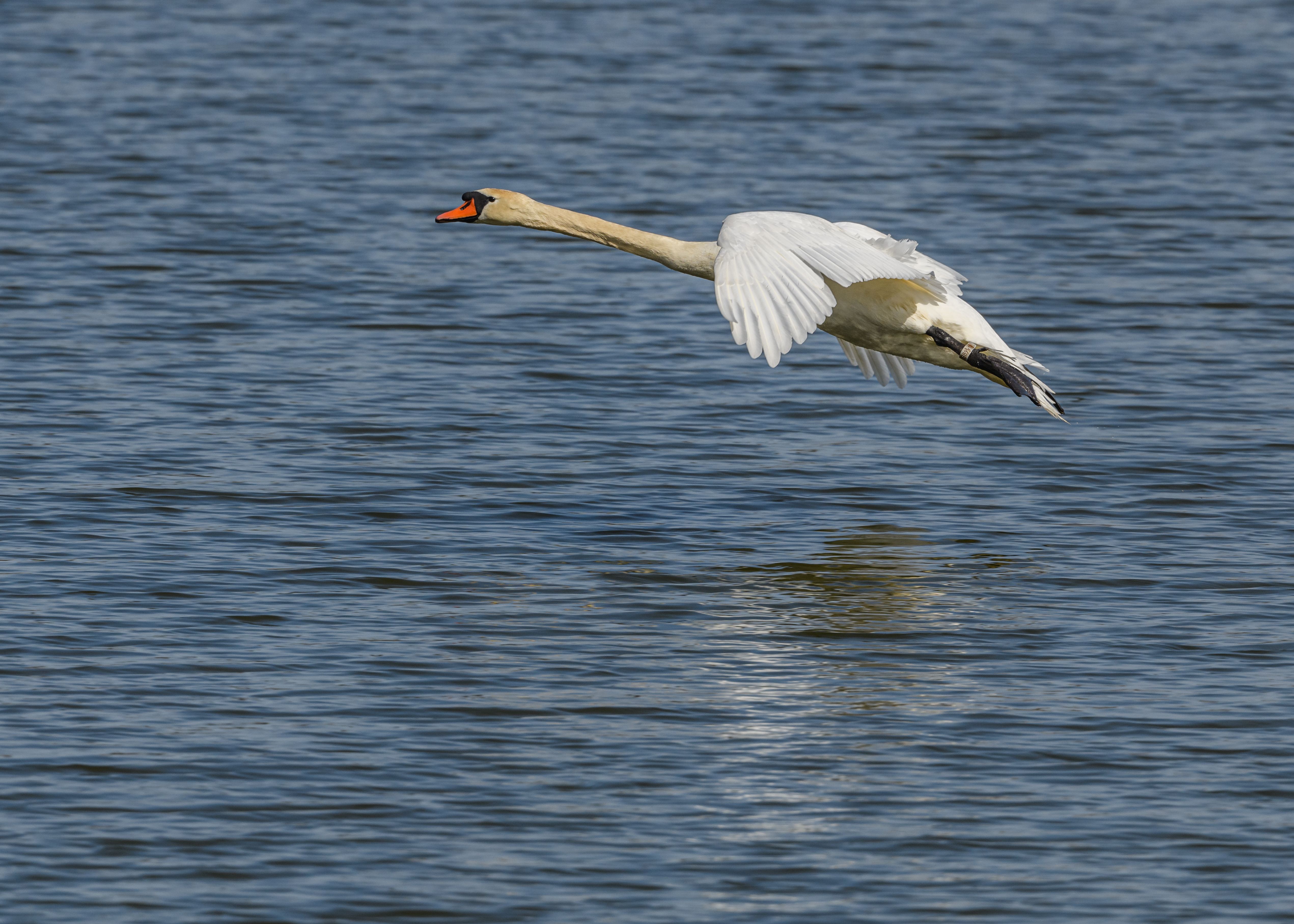 Mute Swan Flying above Lake · Free Stock Photo