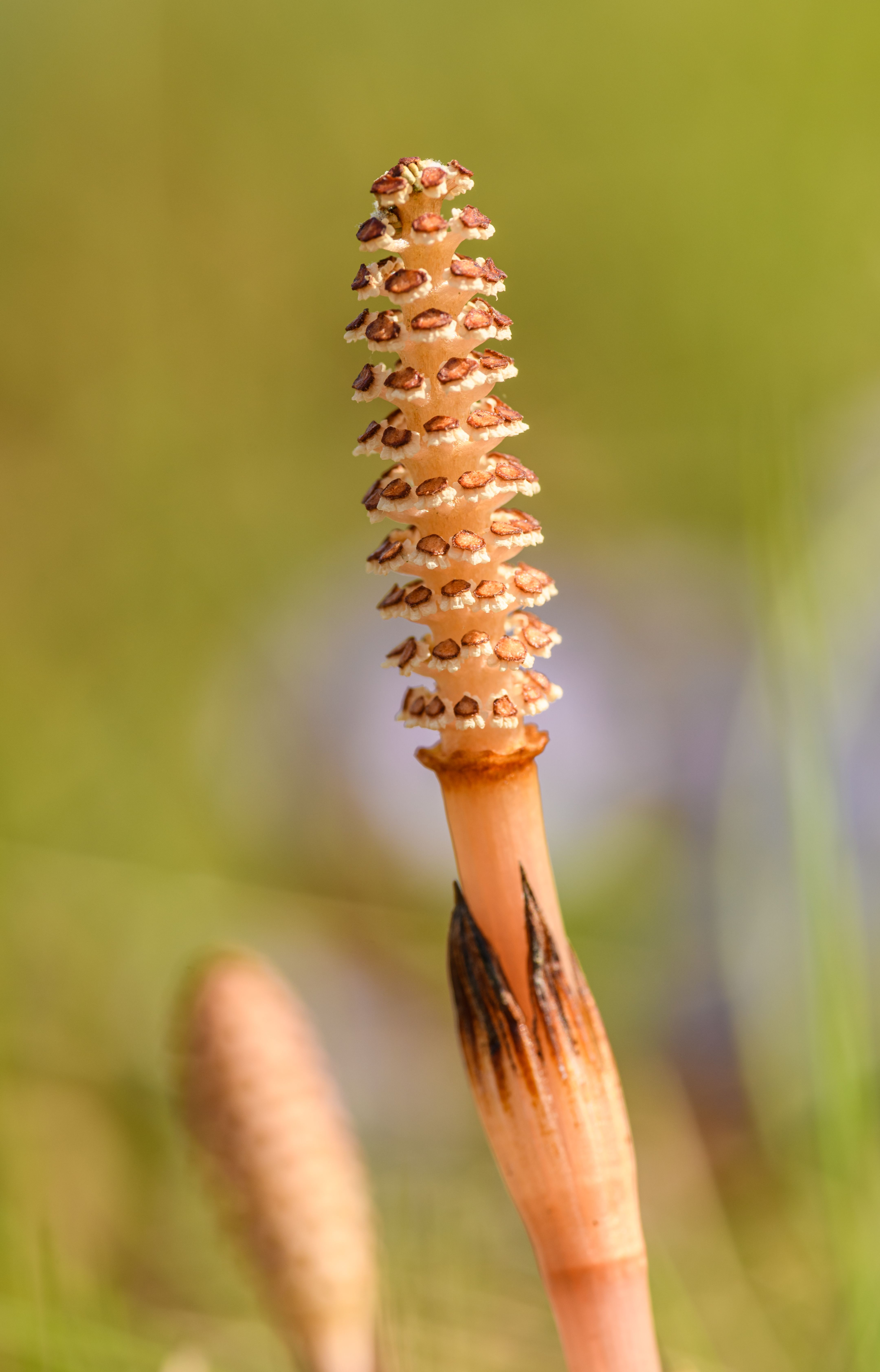 A close up of a small plant with a long stem · Free Stock Photo