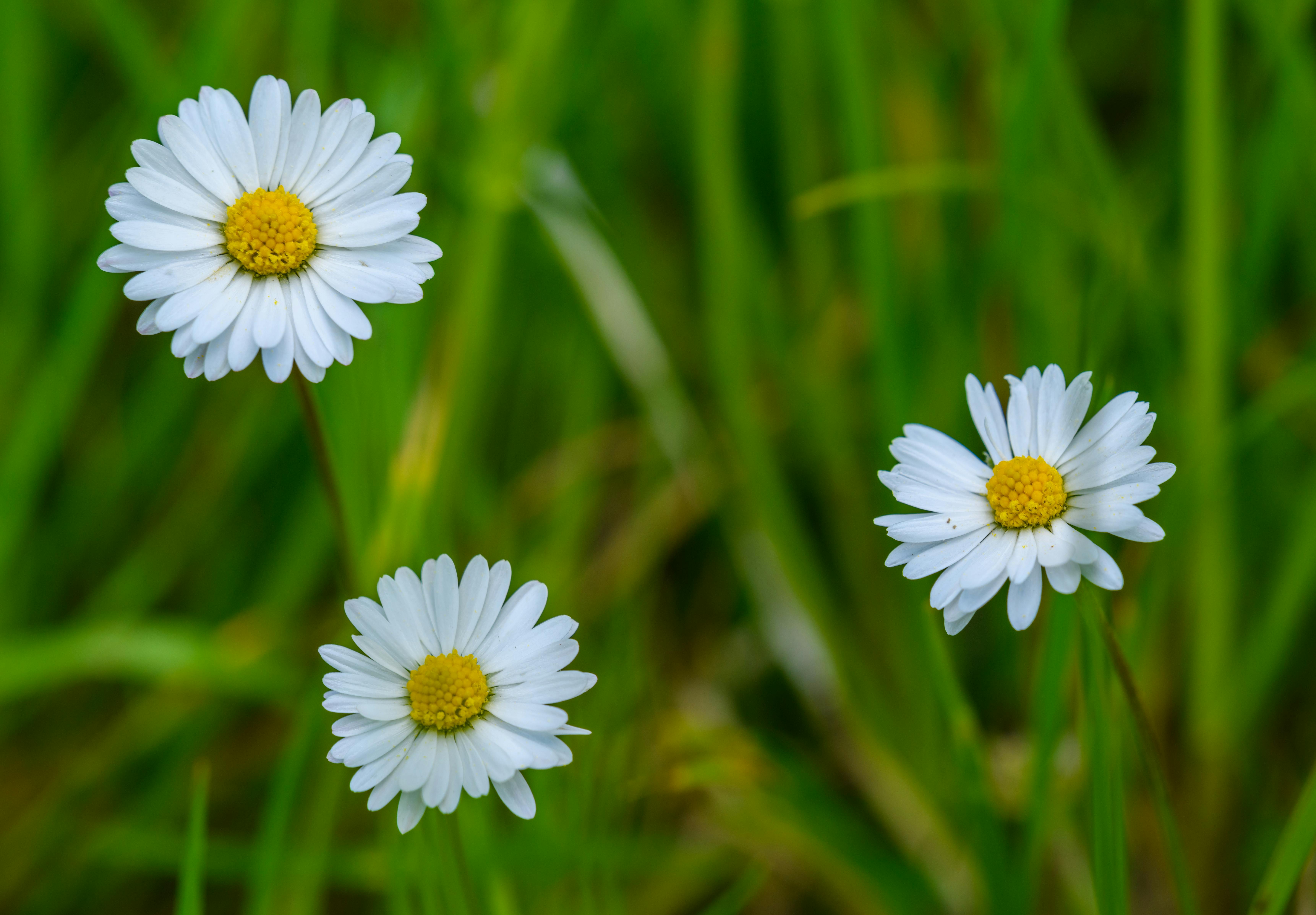 Three Daisies in Grass · Free Stock Photo