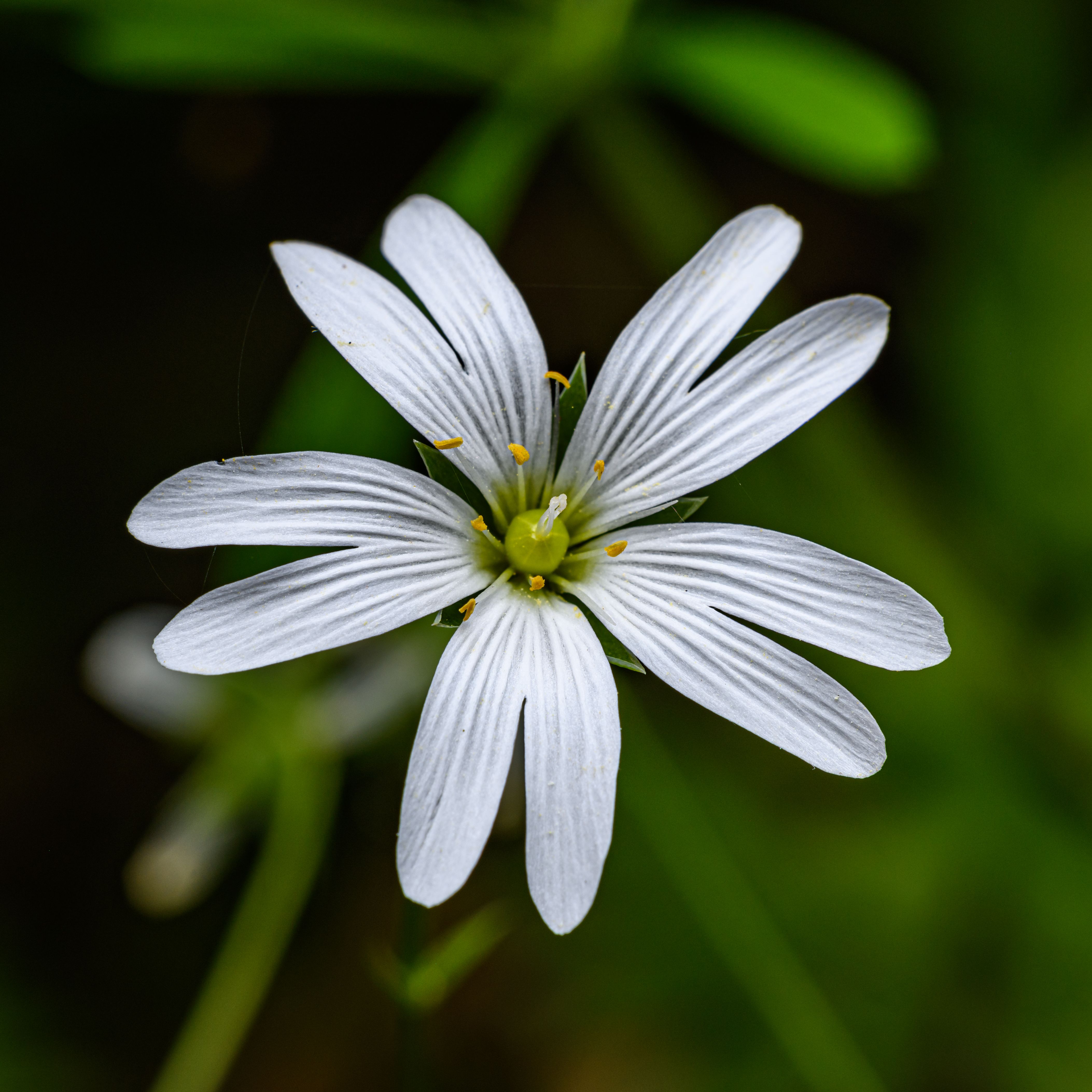 White Flower Petals · Free Stock Photo