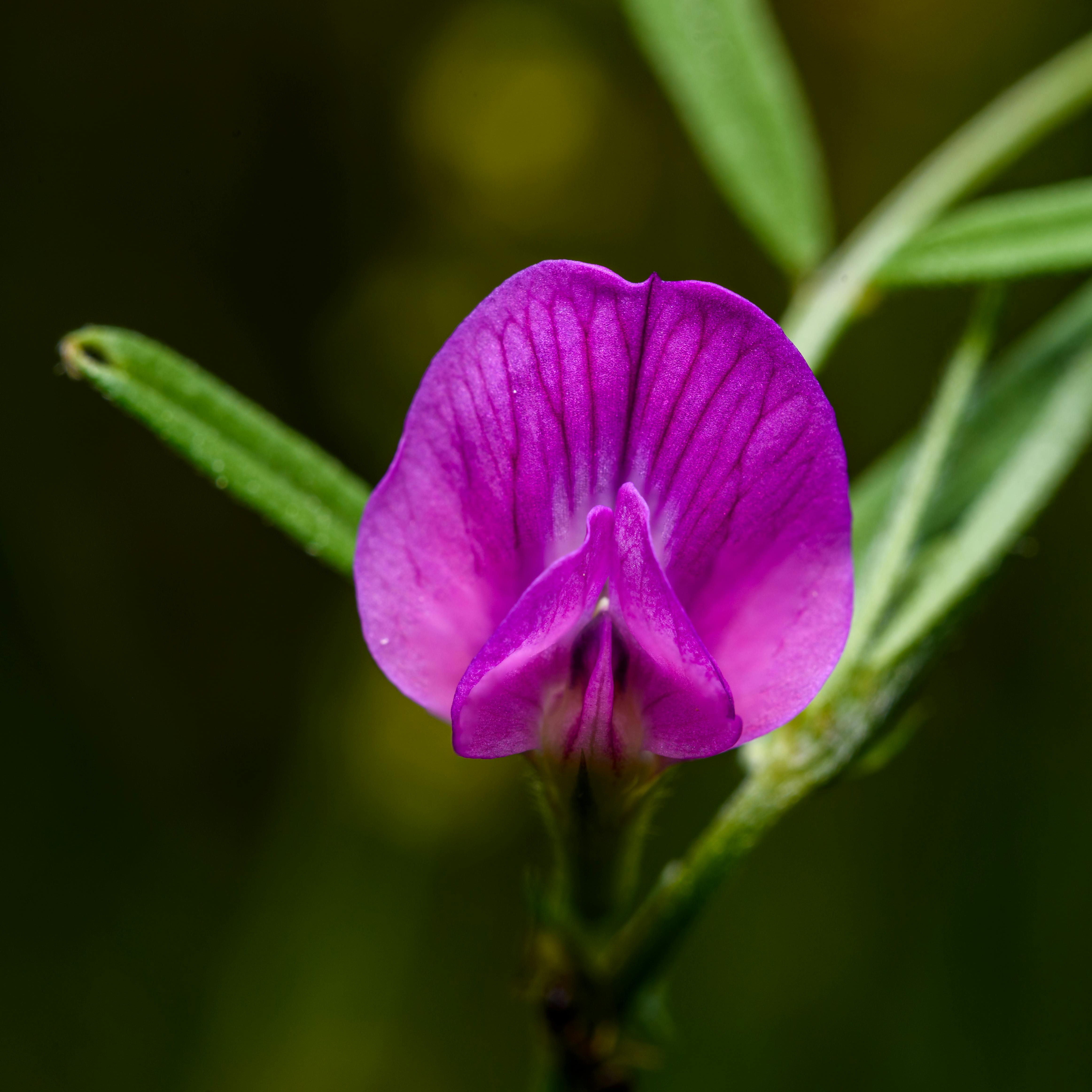 Purple Spring Vetch · Free Stock Photo