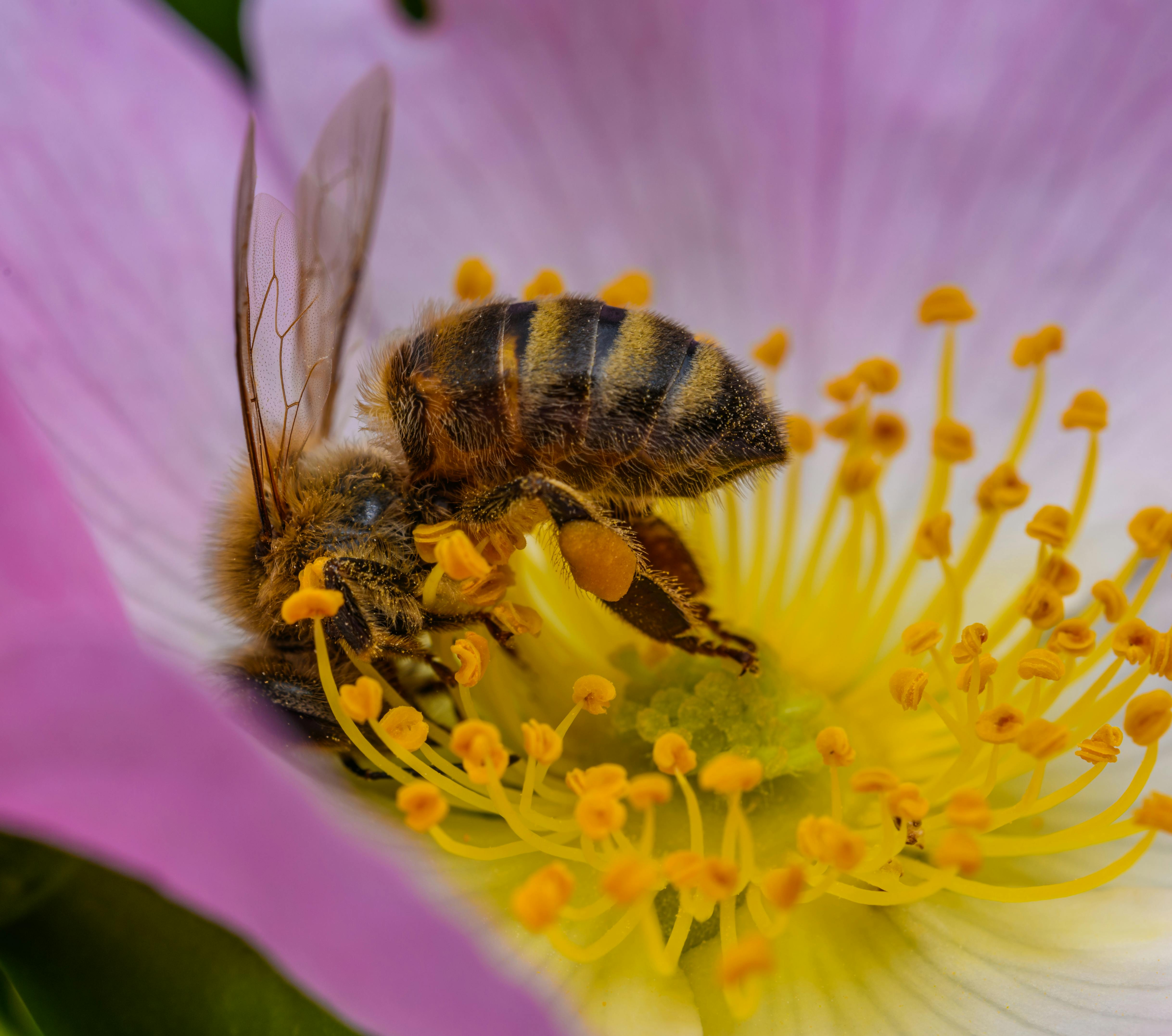Bee on Flower Stamens · Free Stock Photo