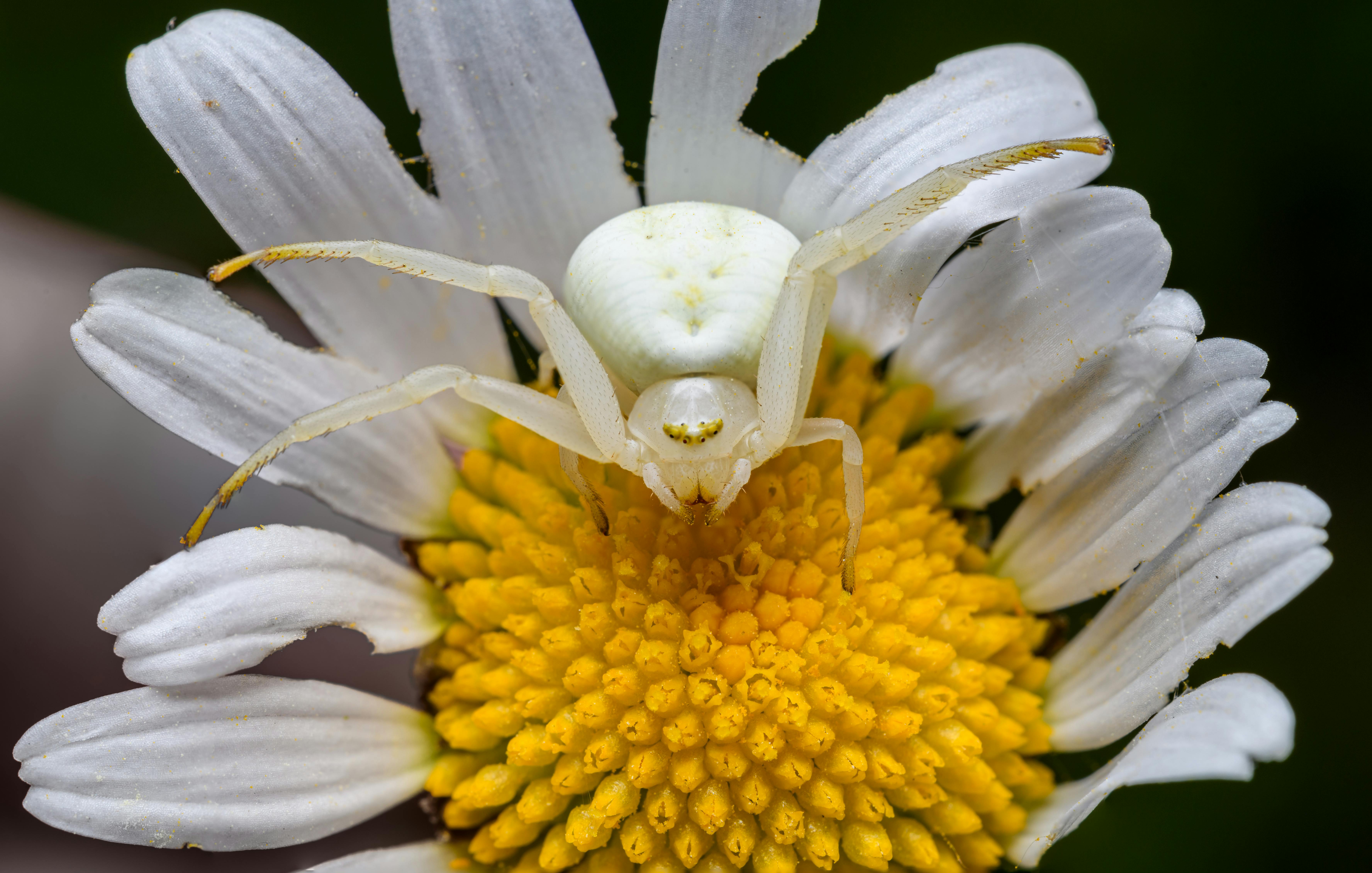Goldenrod Crab Spider on Daisy · Free Stock Photo