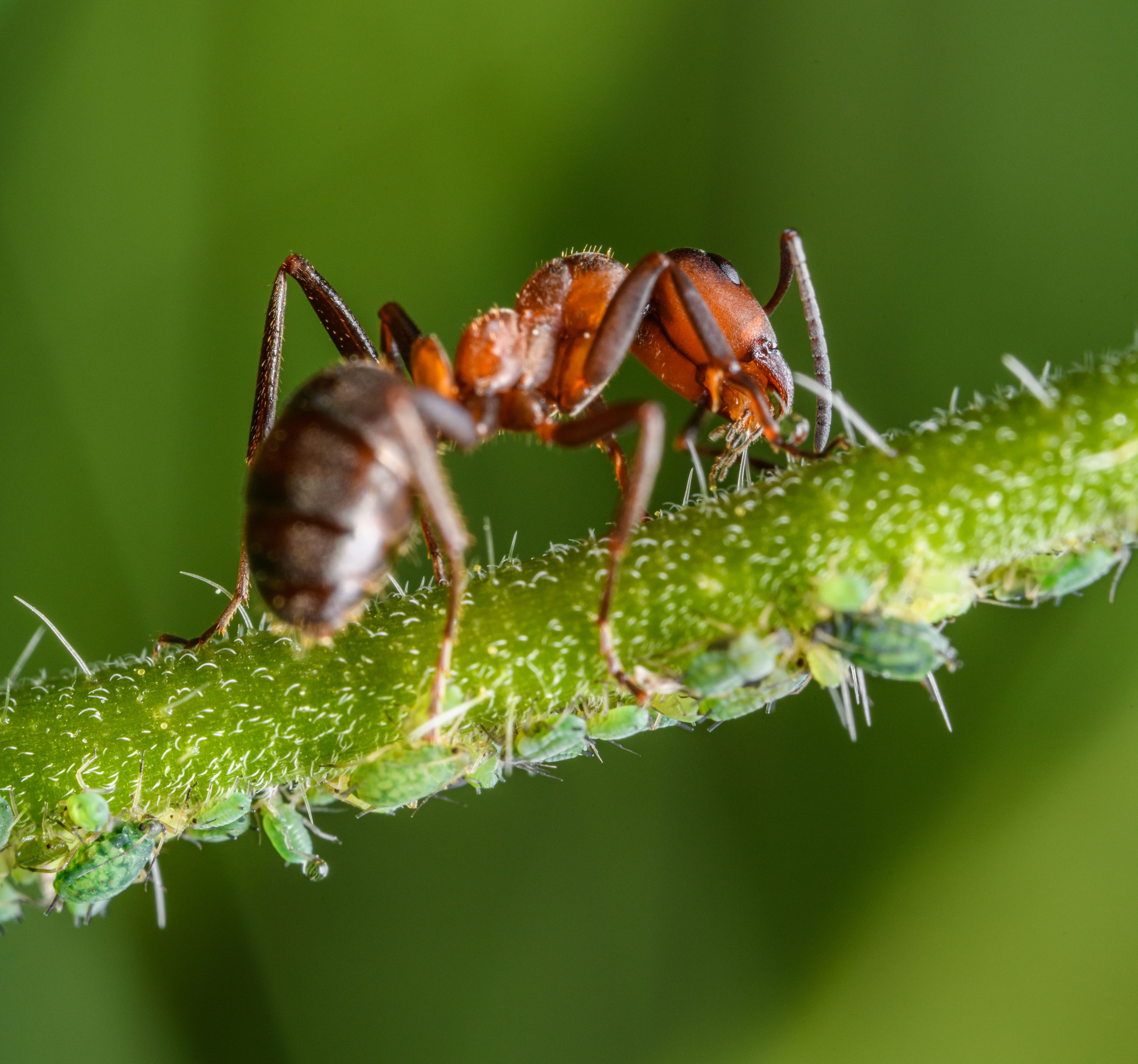Ant on Plant Stem · Free Stock Photo