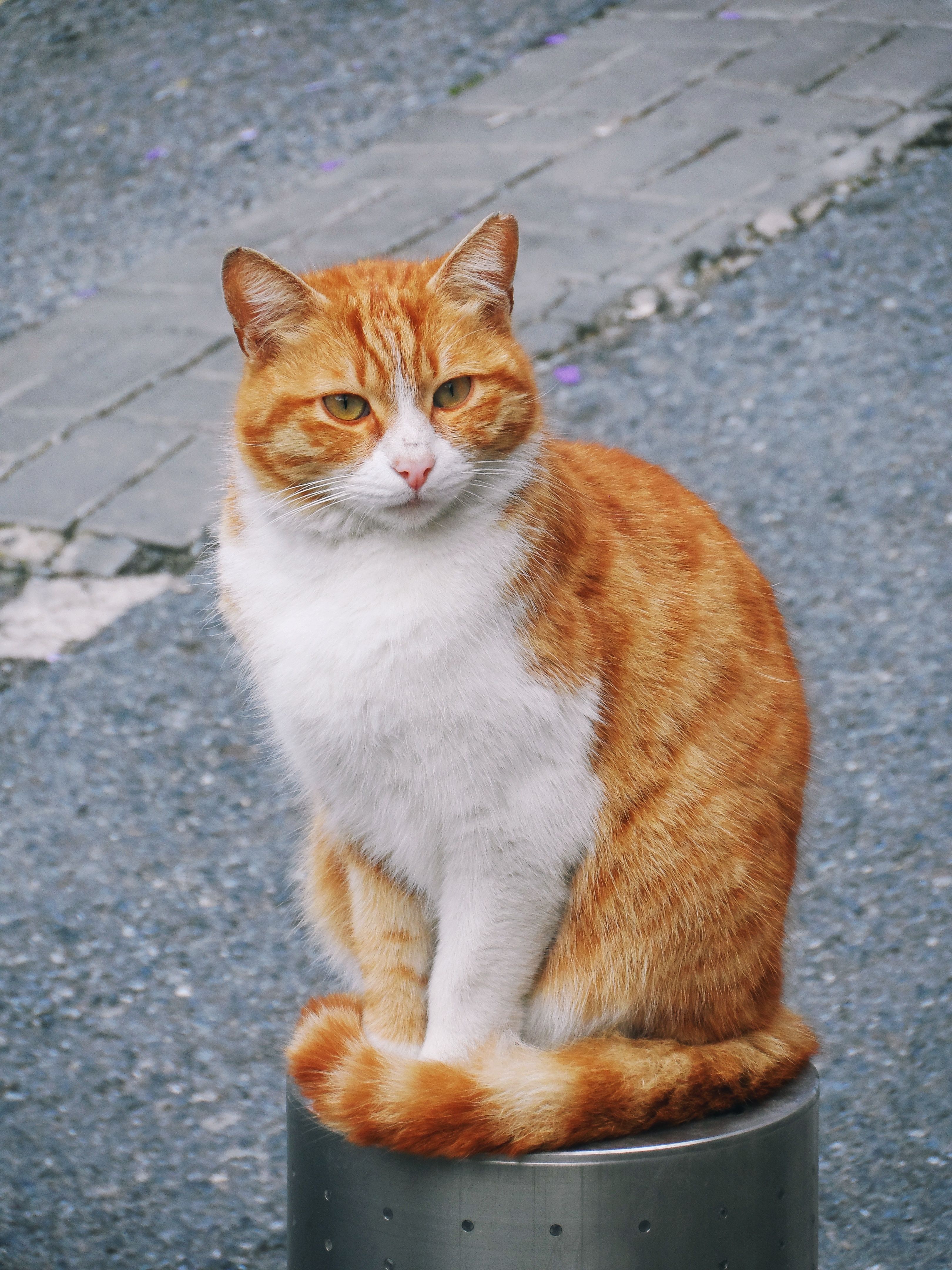 Ginger Cat Sitting on Pole · Free Stock Photo